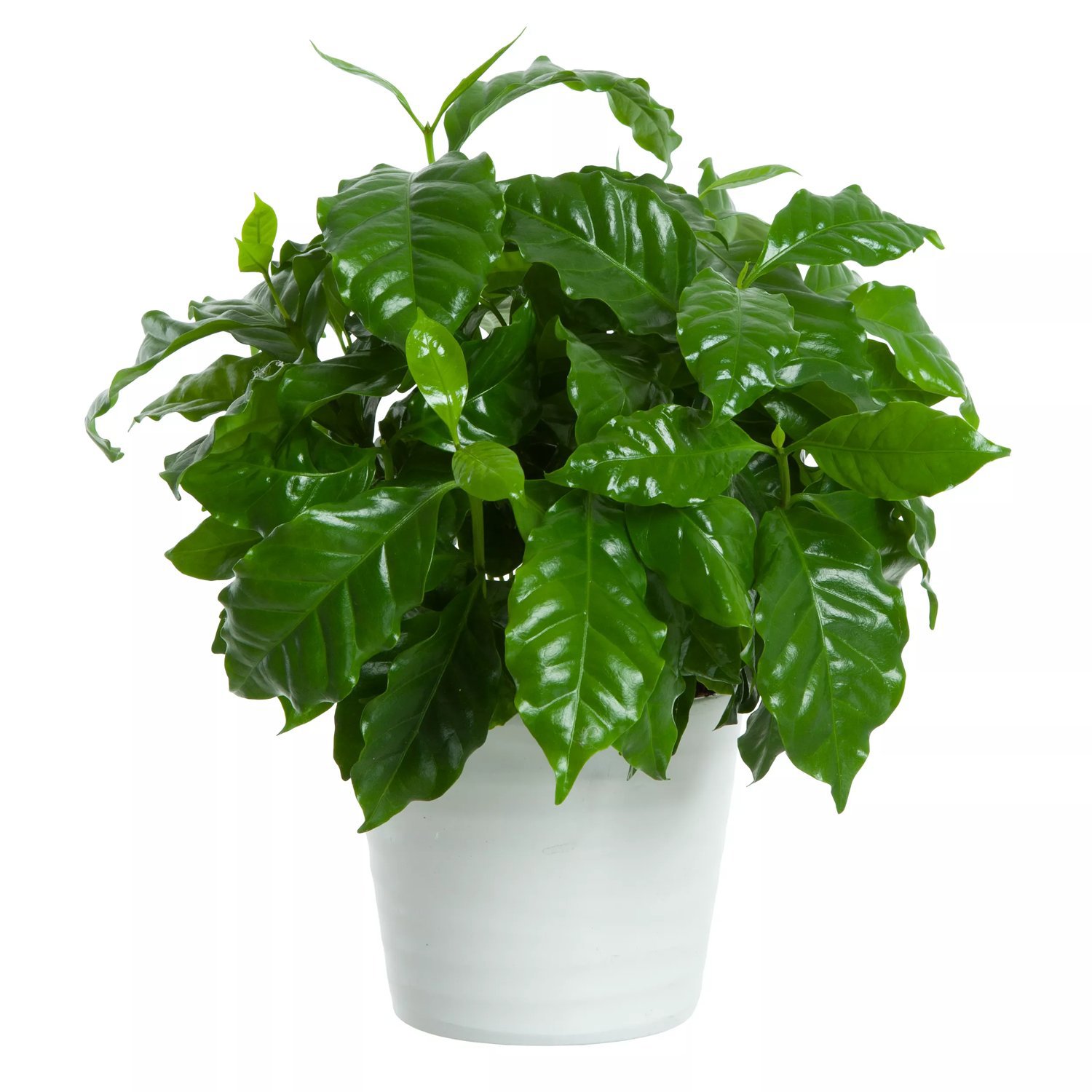 Arabiskt kaffe 12 cm 15-20 cm MPS
