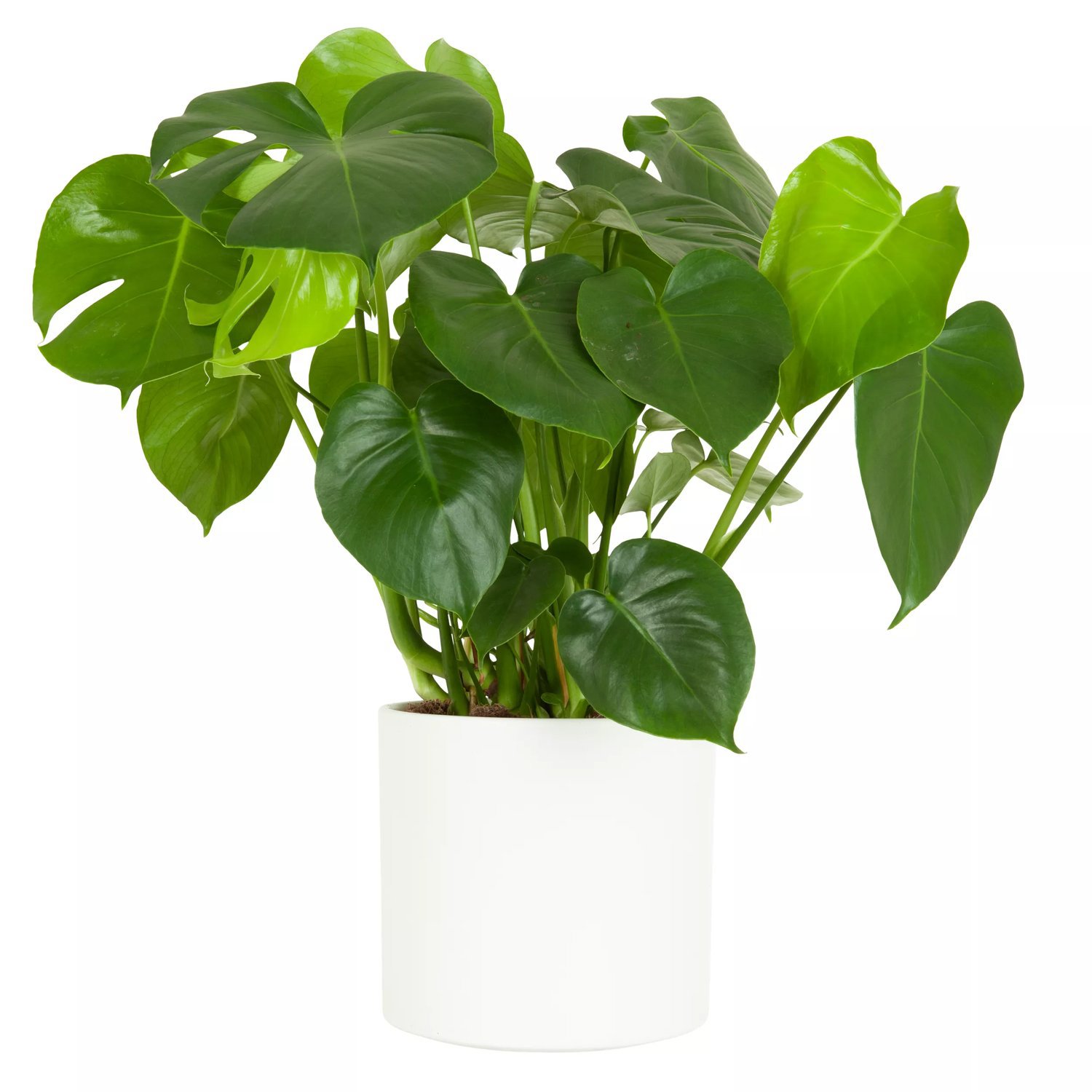 Monstera 21 cm 40-60 cm MPS