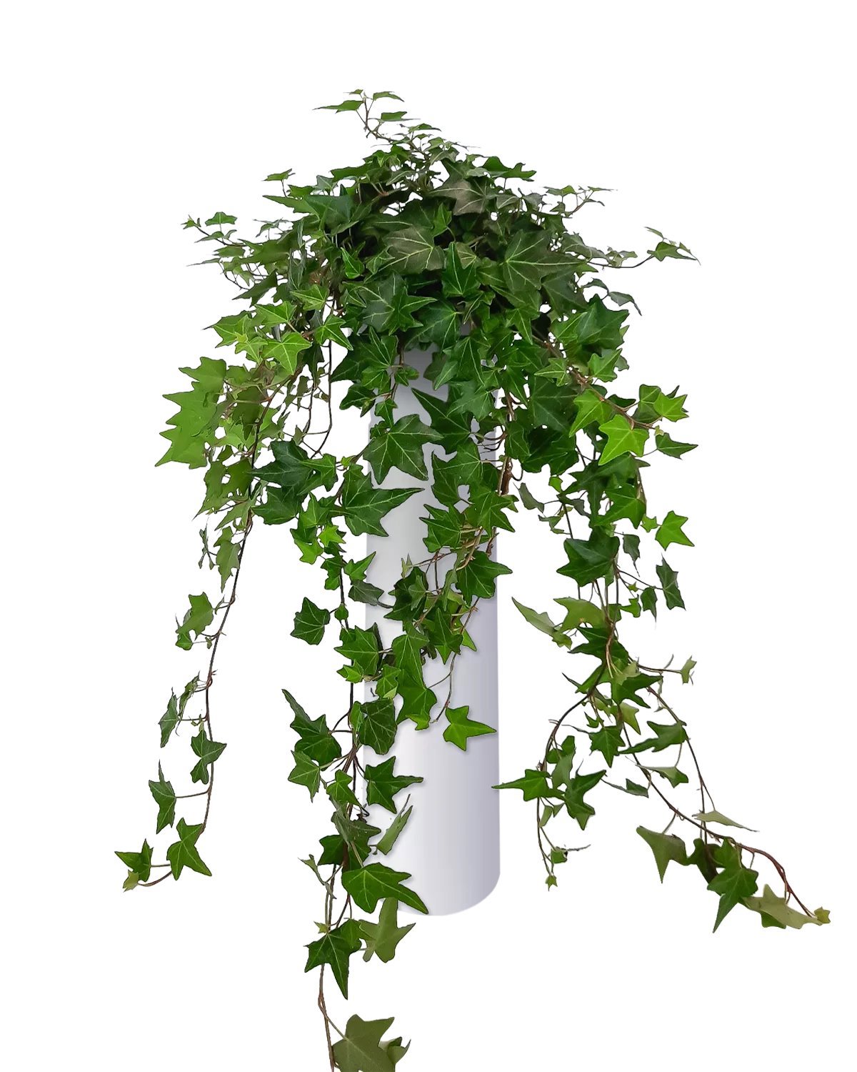 Murgröna långa rankor 12 cm 10-15 cm