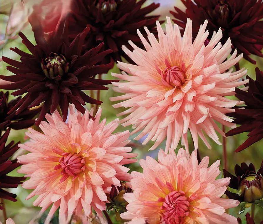 Semikaktusdahlia Peach Noir Mix 2 st