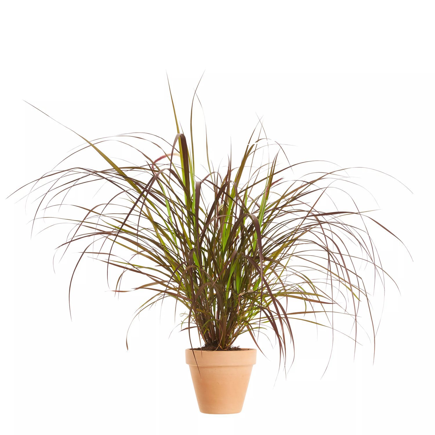 Rött fjäderborstgräs 'Chelsea' 14 cm Frillesås