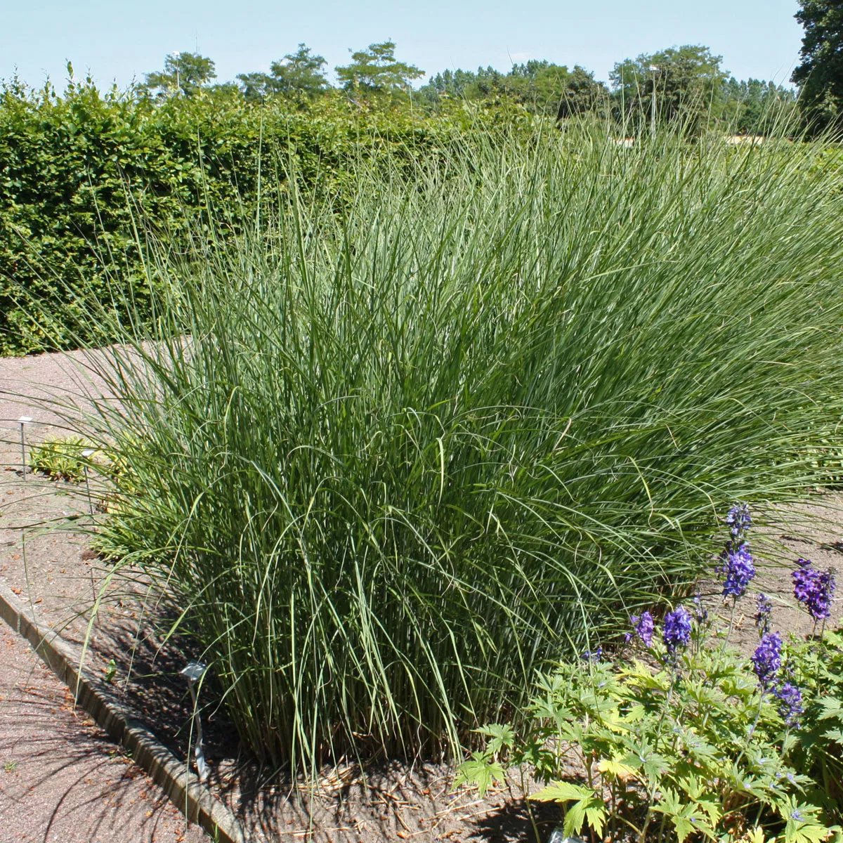 Glansmiskantus 'Gracillimus' 26 cm MPS