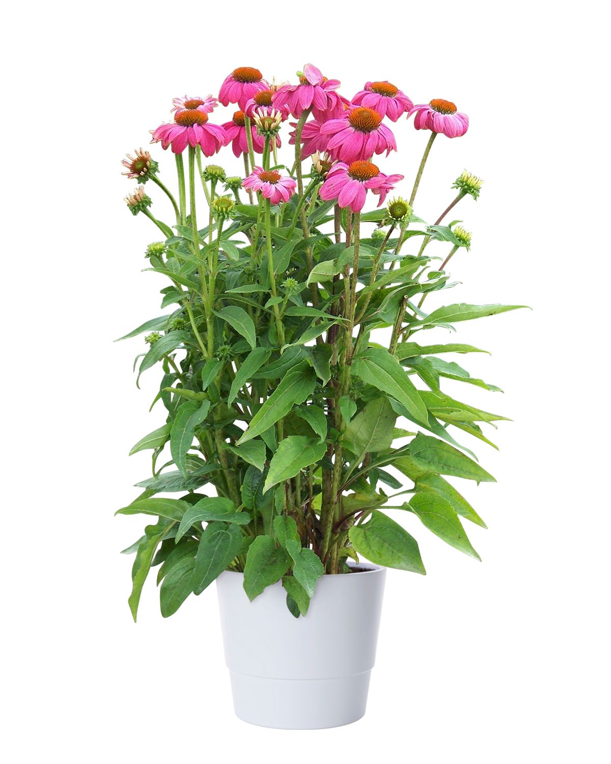 Röd solhatt 'Sensation Pink'