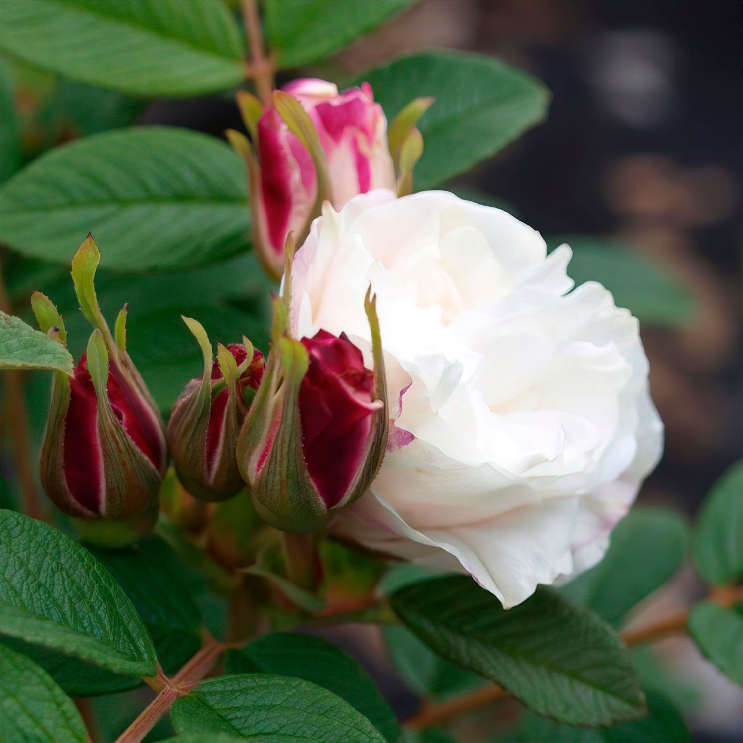 Rugosa-ros 'Louise Bugnet' 4 liter 30-40 cm MPS