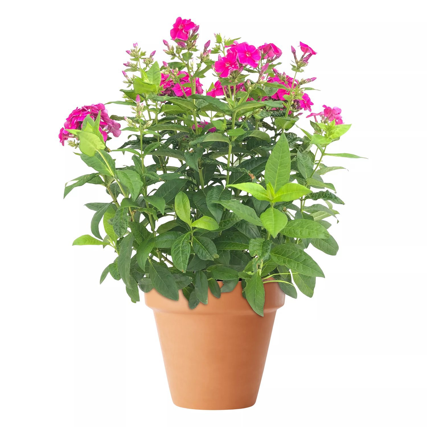 Höstflox FAMOUS CERISE 2 liter MPS