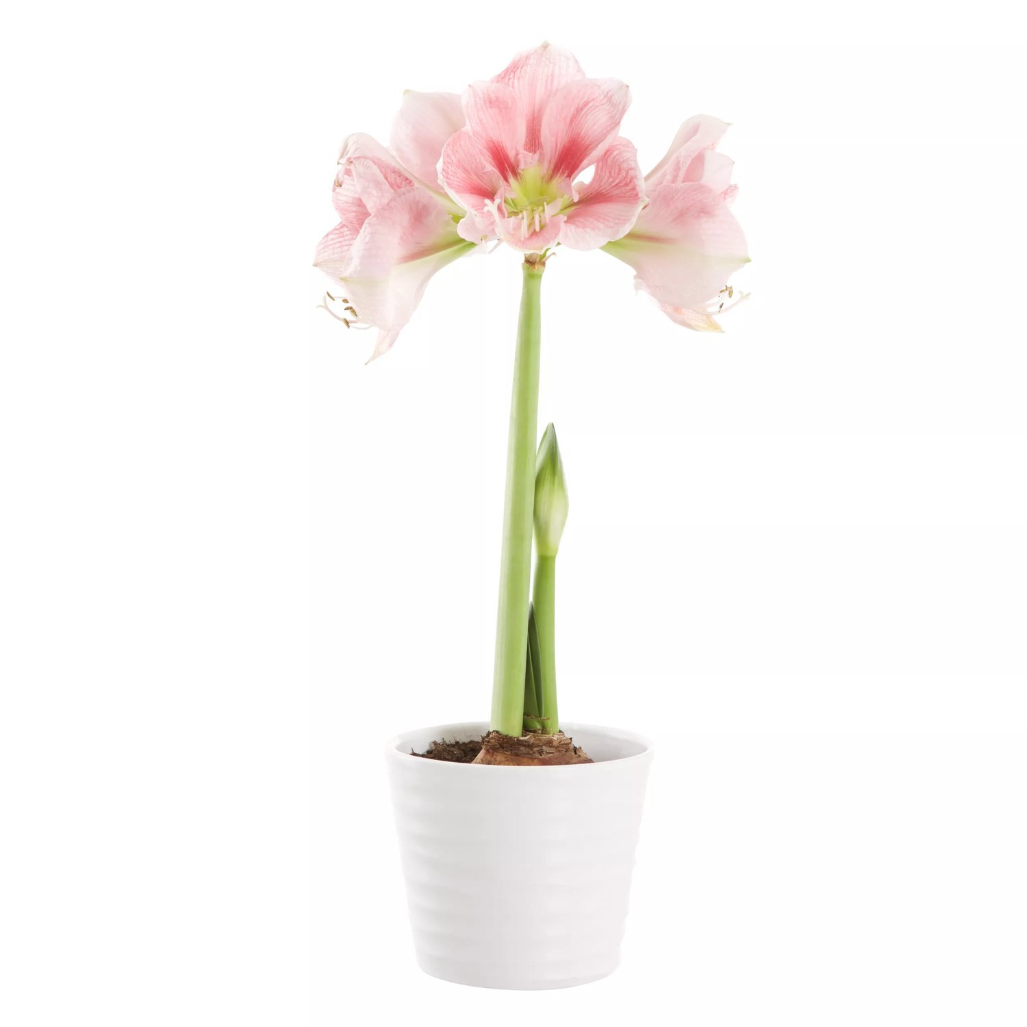 Amaryllis 'Blushing Bride' 2-3 knoppar 13 cm Från Sverige