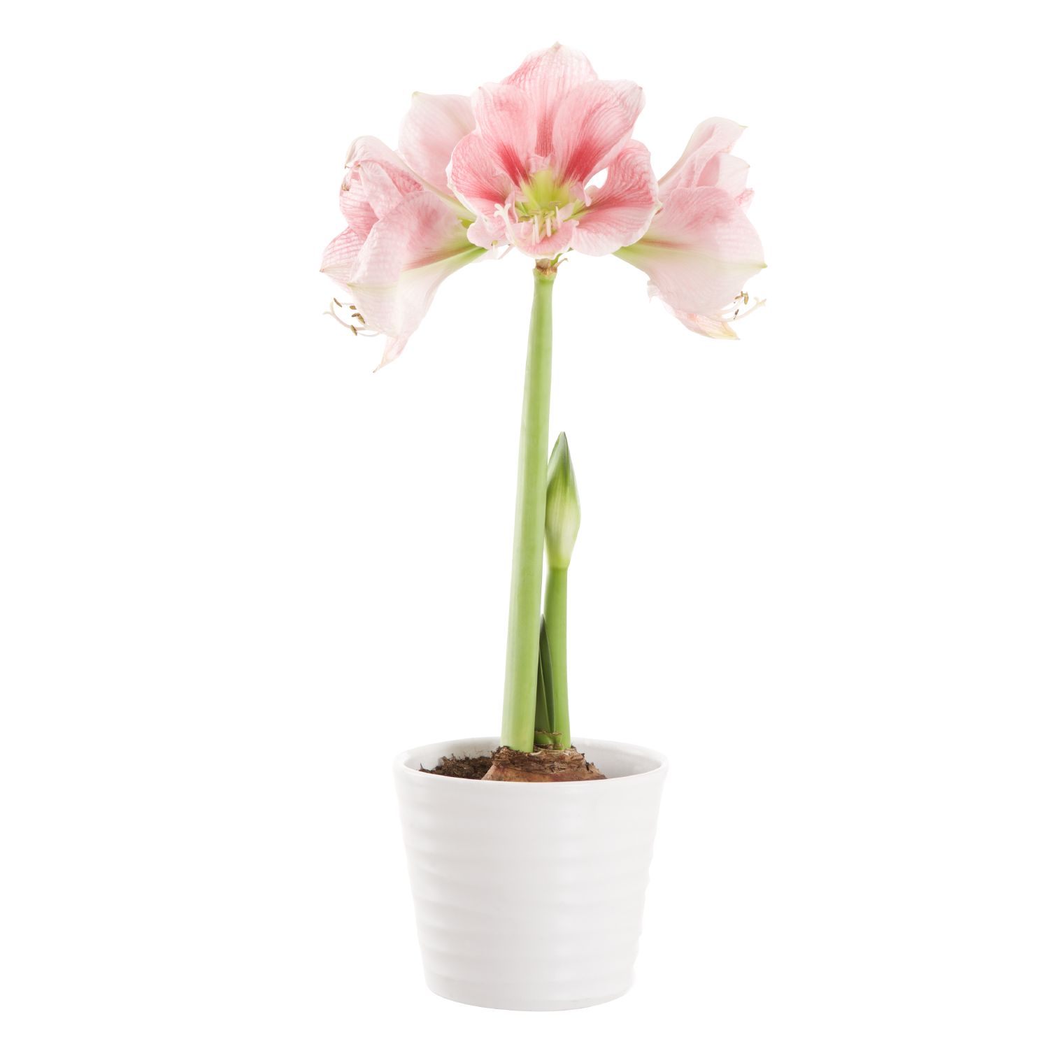 Amaryllis 'Blushing Bride' 2-3 knoppar 13 cm Från Sverige