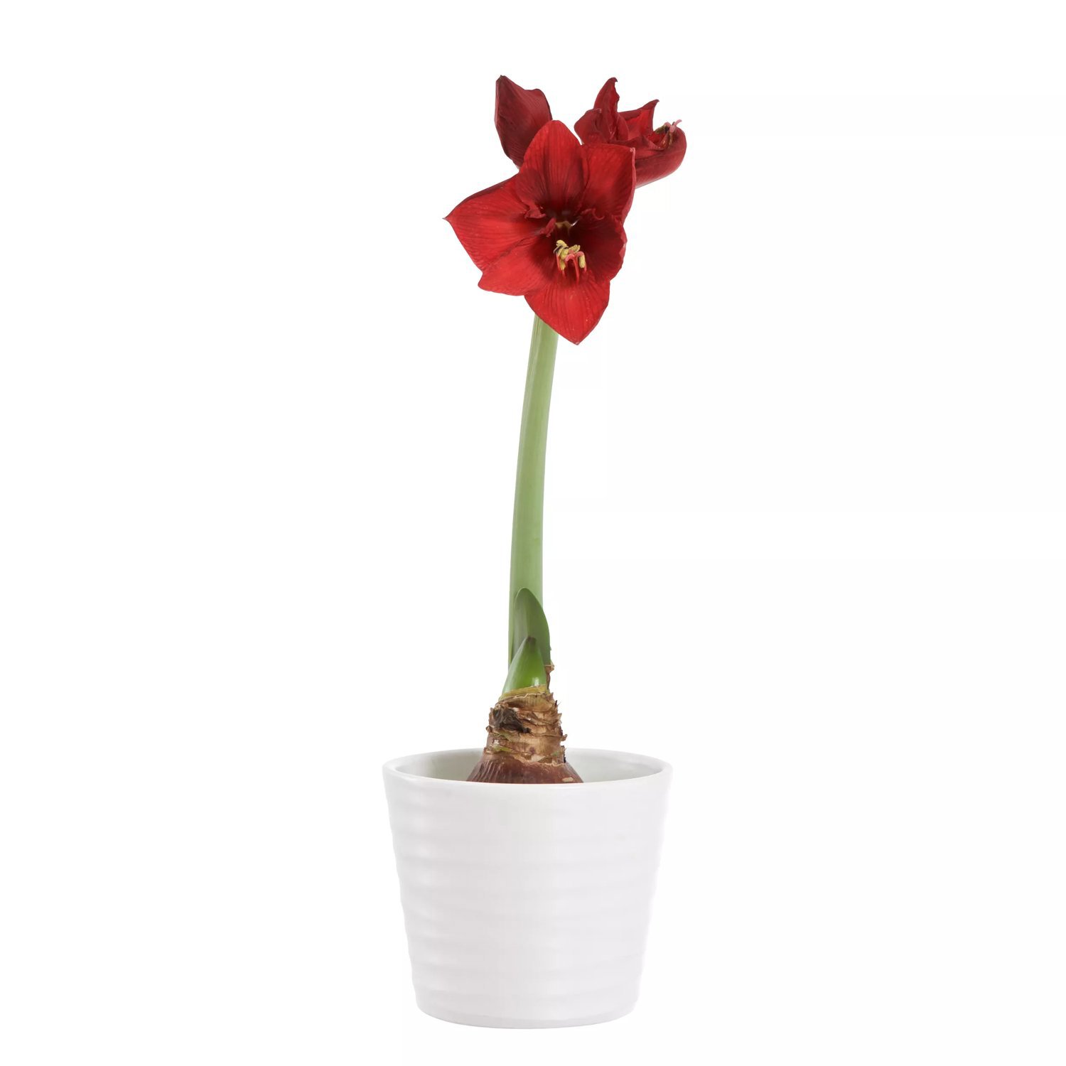 Amaryllis mini 'Dynamite' 2-3 knoppar 10.5 cm Från Sverige