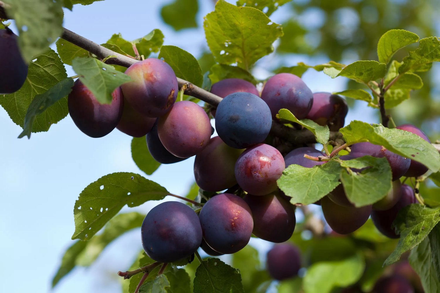 Plommon CZAR Prunus cerasifera 3-4 års träd 180-200 cm