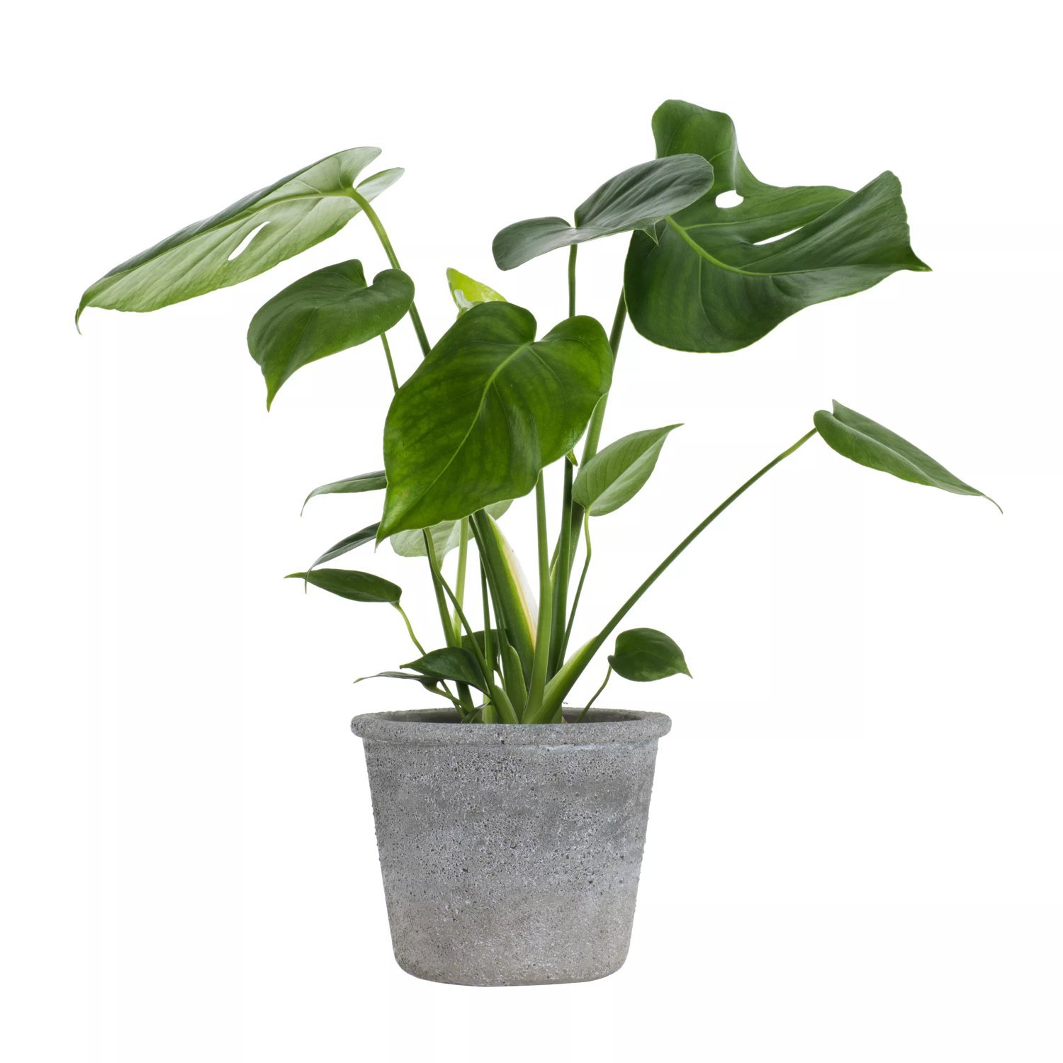 Monstera 21 cm 60-70 cm Från Sverige