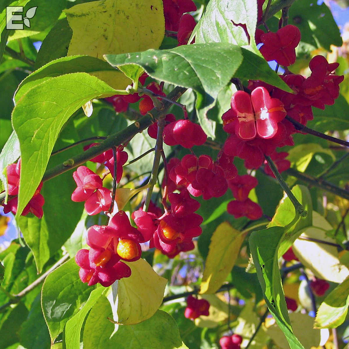 Benved 'Evert' 15 liter 100-120 cm E-planta/Från Sverige