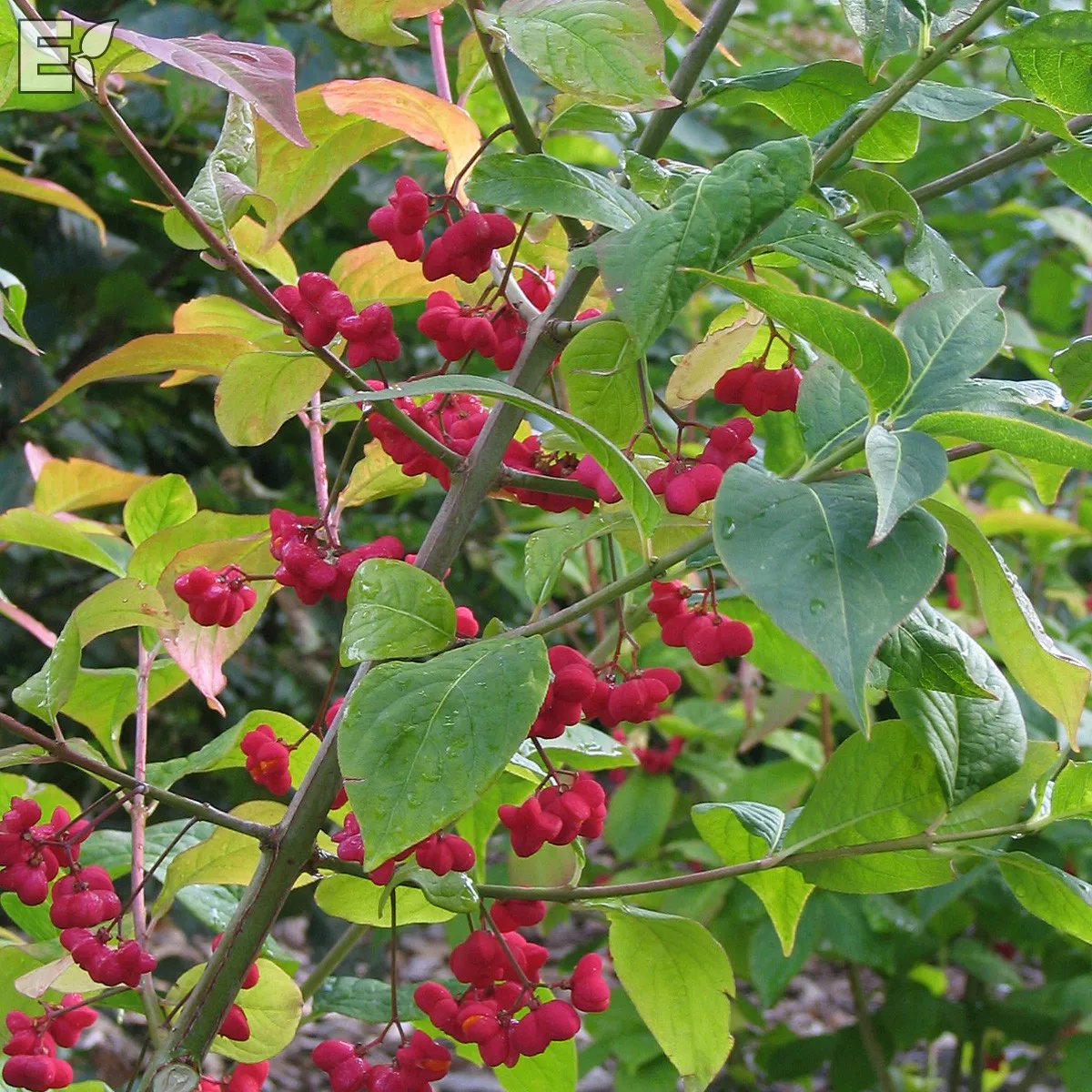 Benved 'Evert' 15 liter 100-120 cm E-planta/Från Sverige