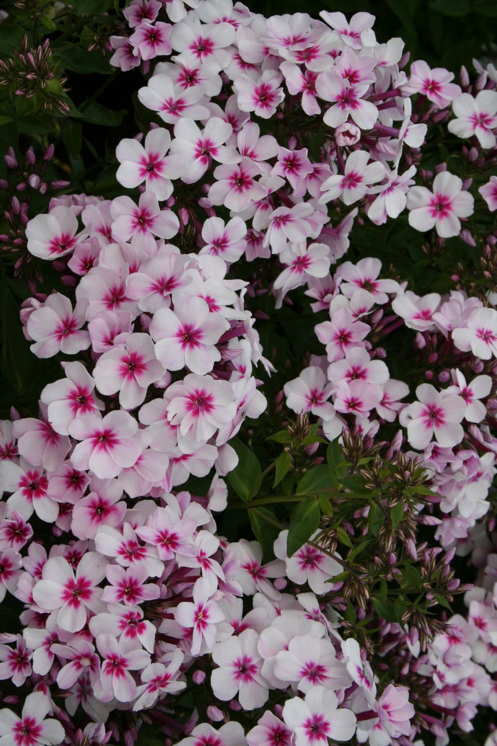 Höstflox EARLY LIGHT PINK 1 liter Svenskt Sigill/Från Sverige