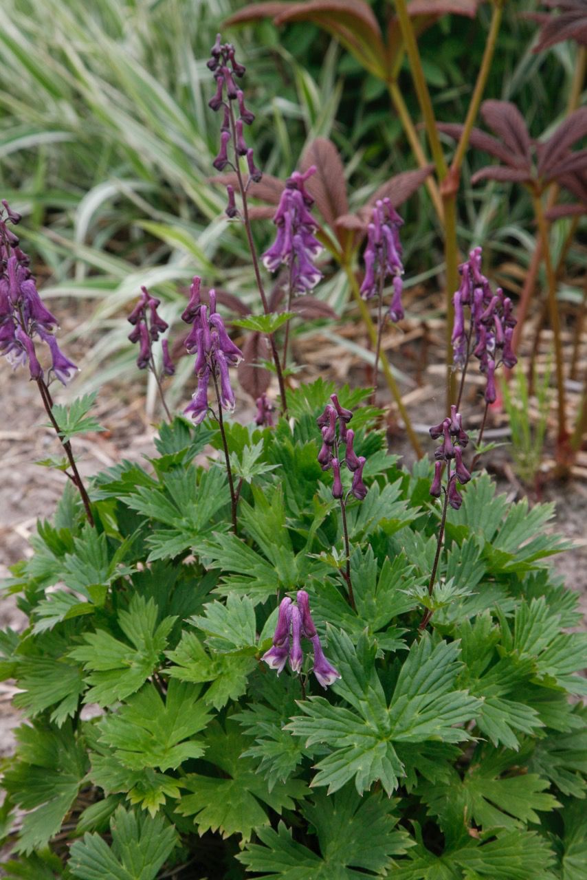Stormhatt 'Purple Sparrow' 1 liter Svenskt Sigill/Från Sverige