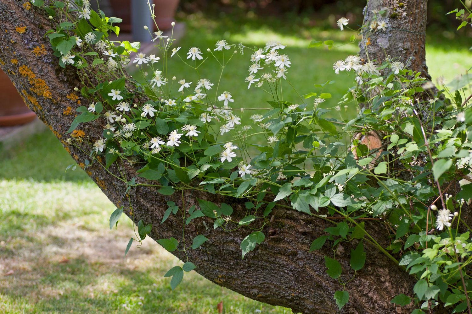 Vitalba-klematis 'Paul Farges' 10 liter 60-80 cm