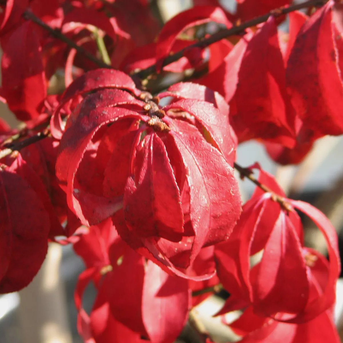 Vingbenved 'Compactus' 4.5 liter 40-50 cm MPS