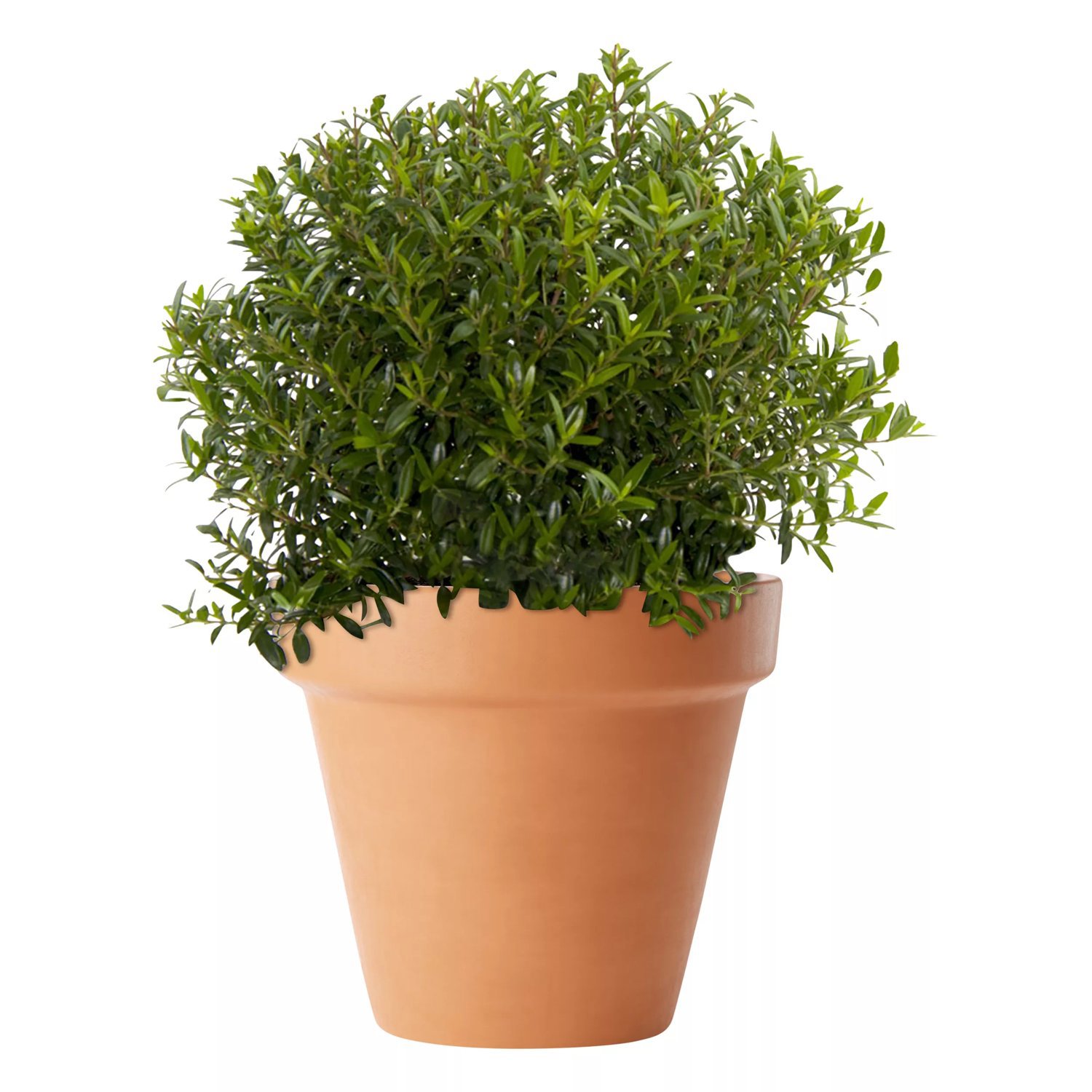 Myrten 15 cm 30-40 cm MPS