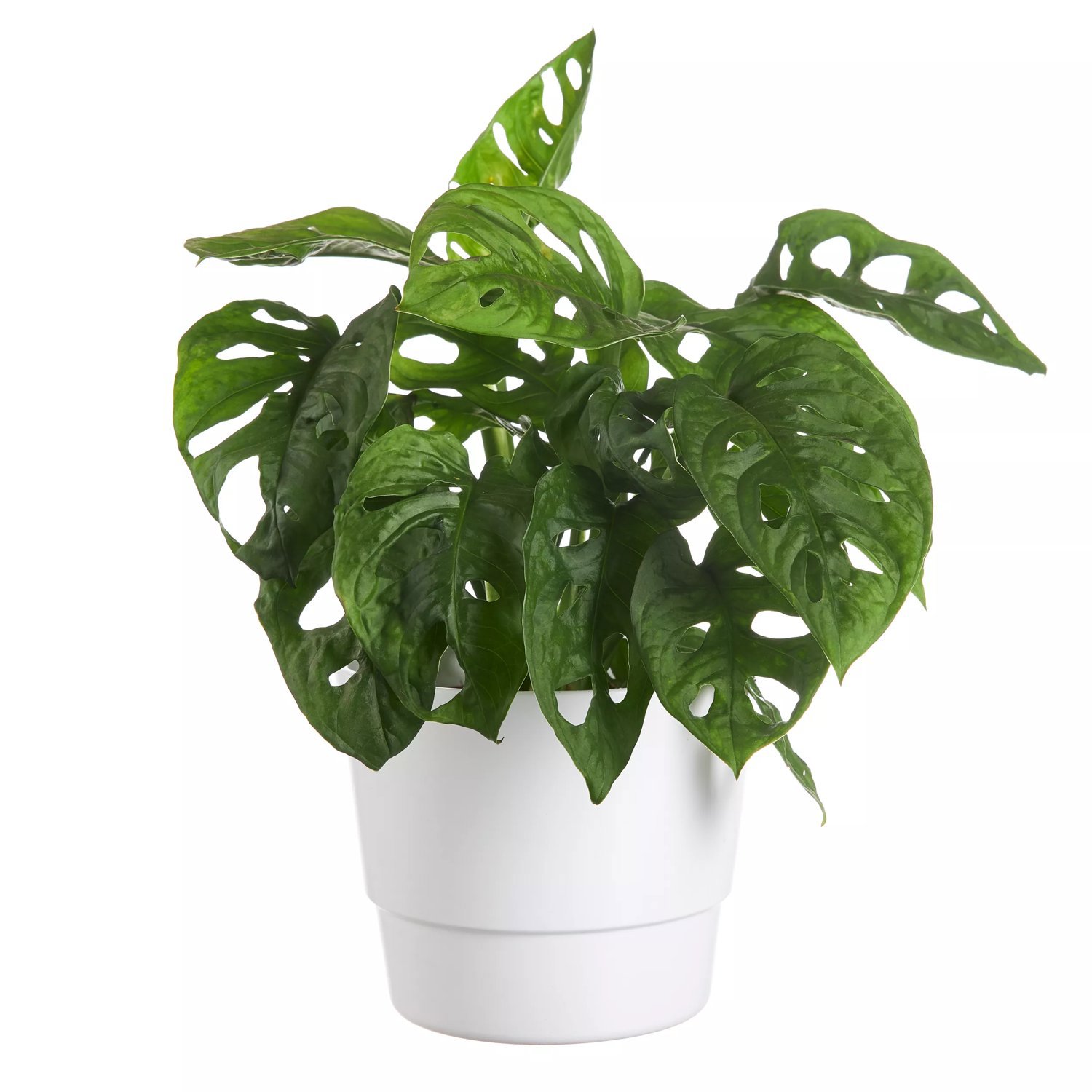 Liten monstera MONKEY LEAF 17 cm 60-70 cm MPS