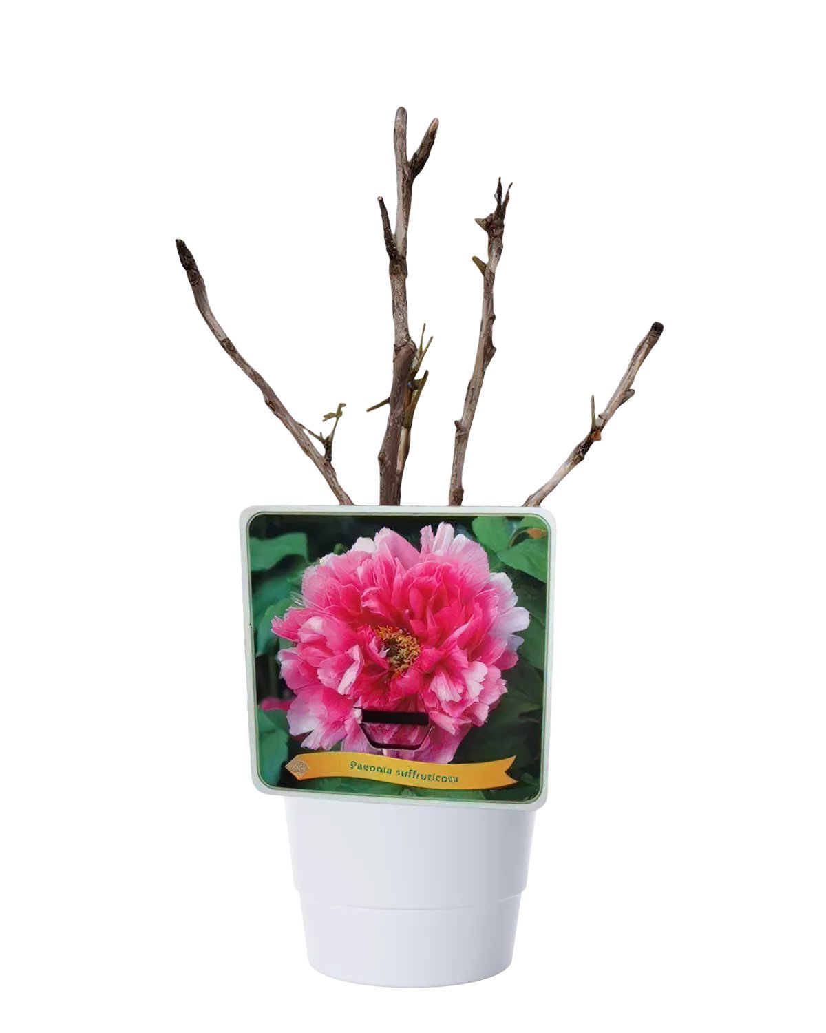 Buskpion 'Rou Fu Rong' 4.5 liter MPS