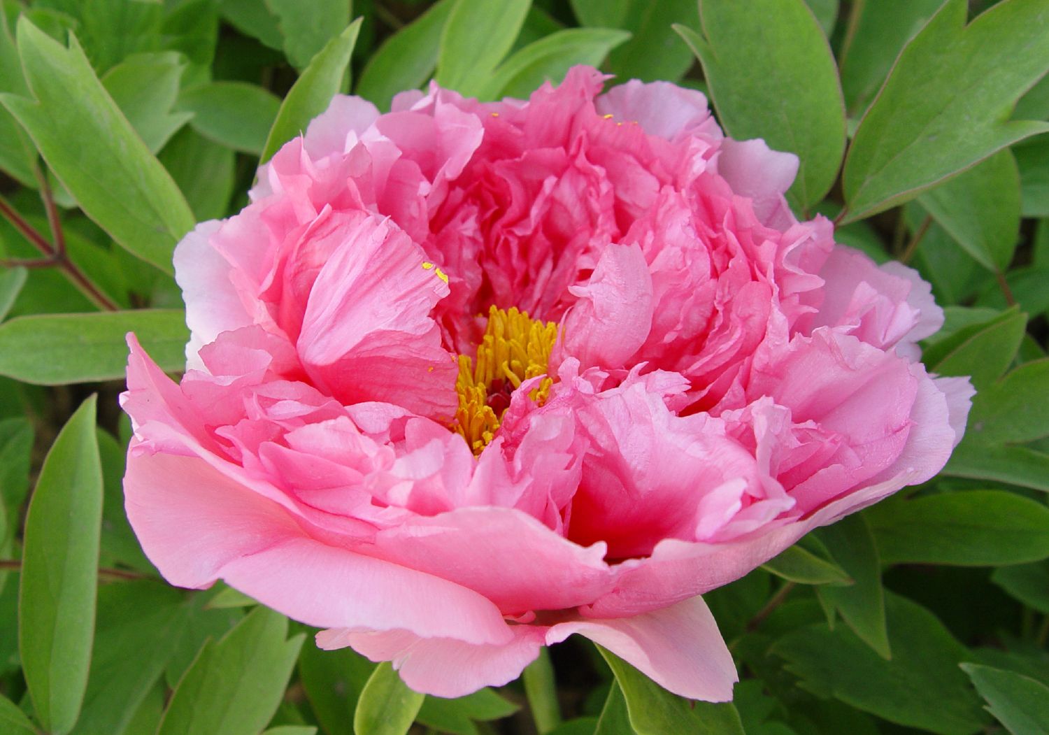 Buskpion 'Rou Fu Rong' 4.5 liter MPS