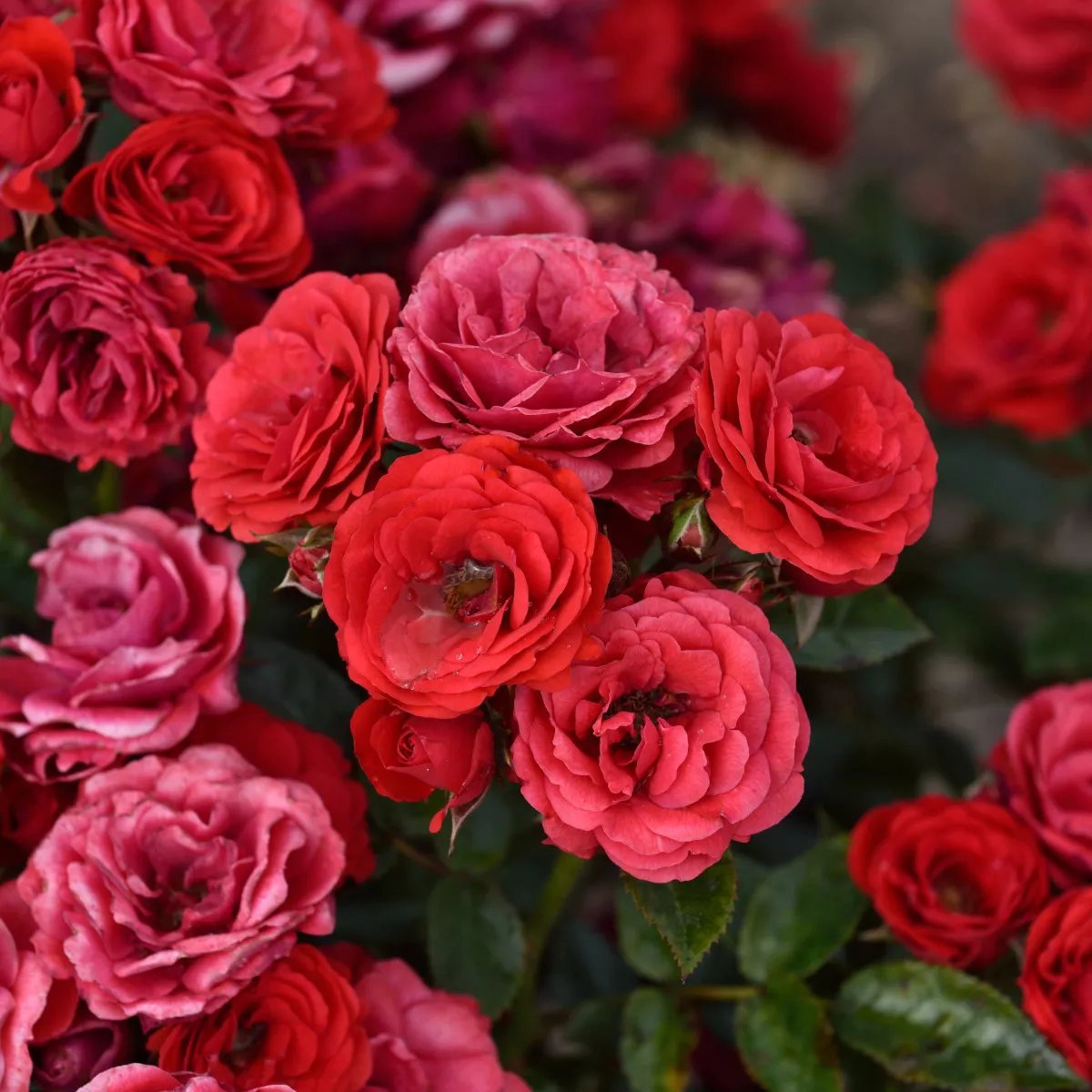 Modern buskros RUBY BORDER 4 liter 20-40 cm