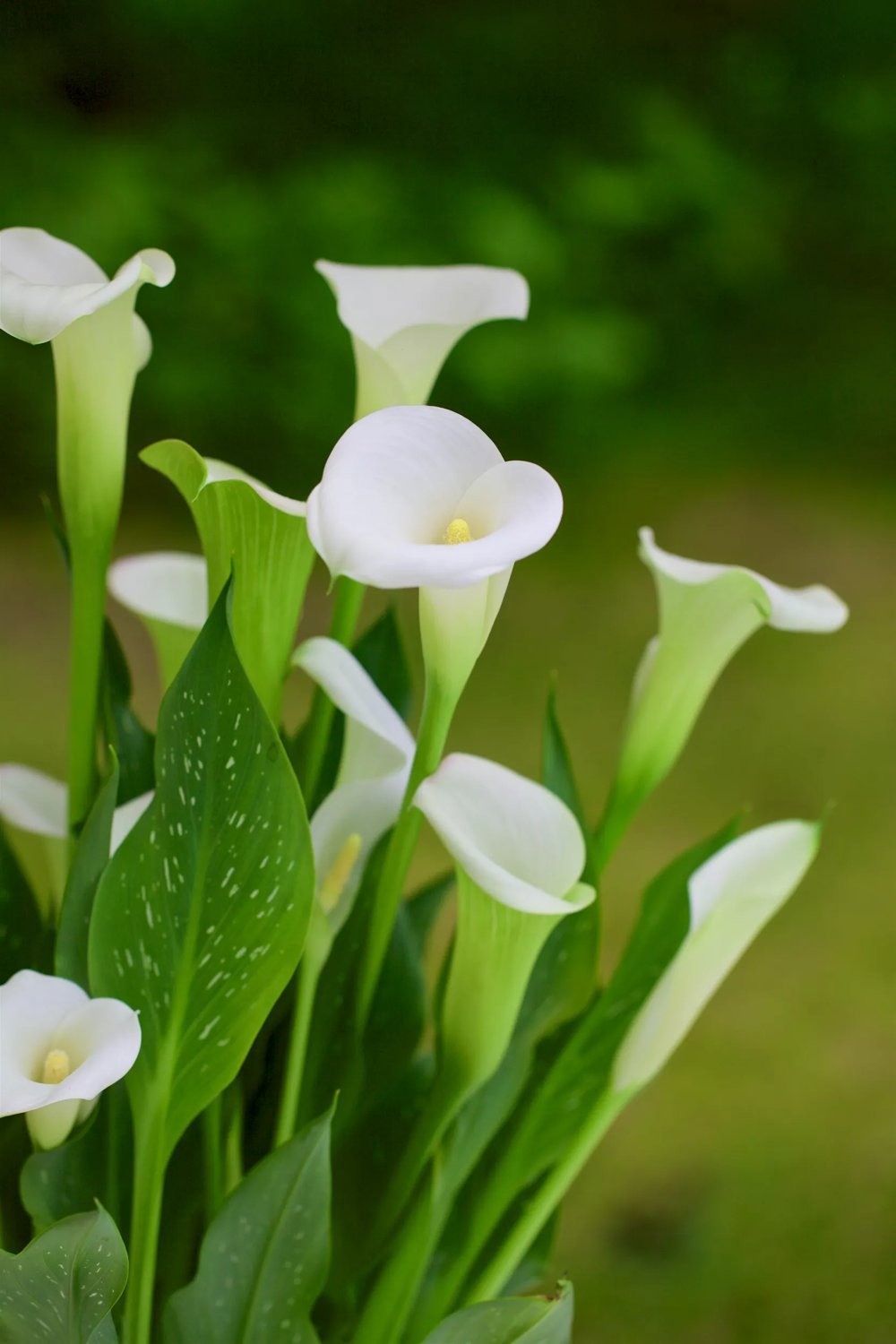 Kalla, vit 2 liter 30-40 cm MPS