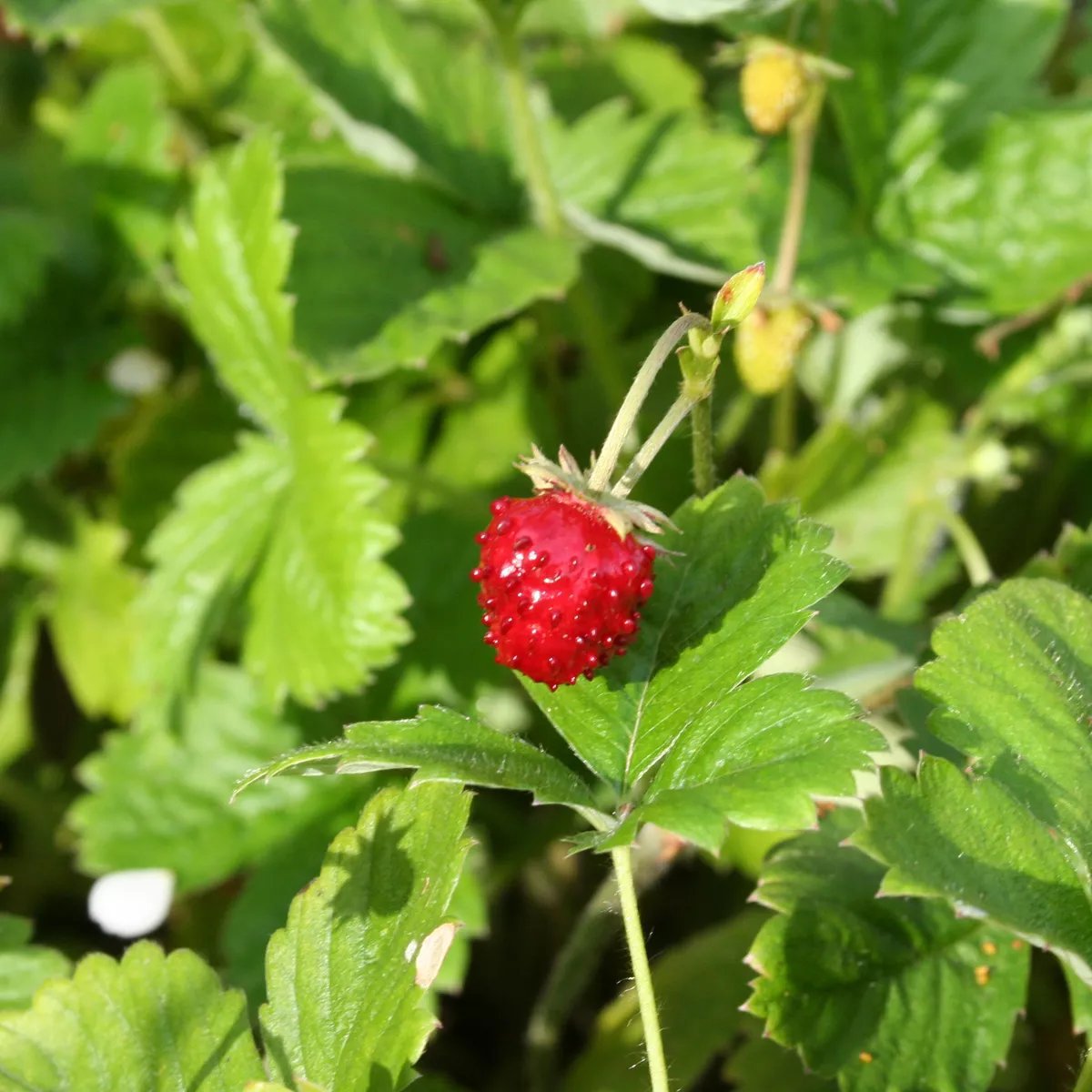 Smultron 'Rügen' 12 cm 10-15 cm Från Sverige