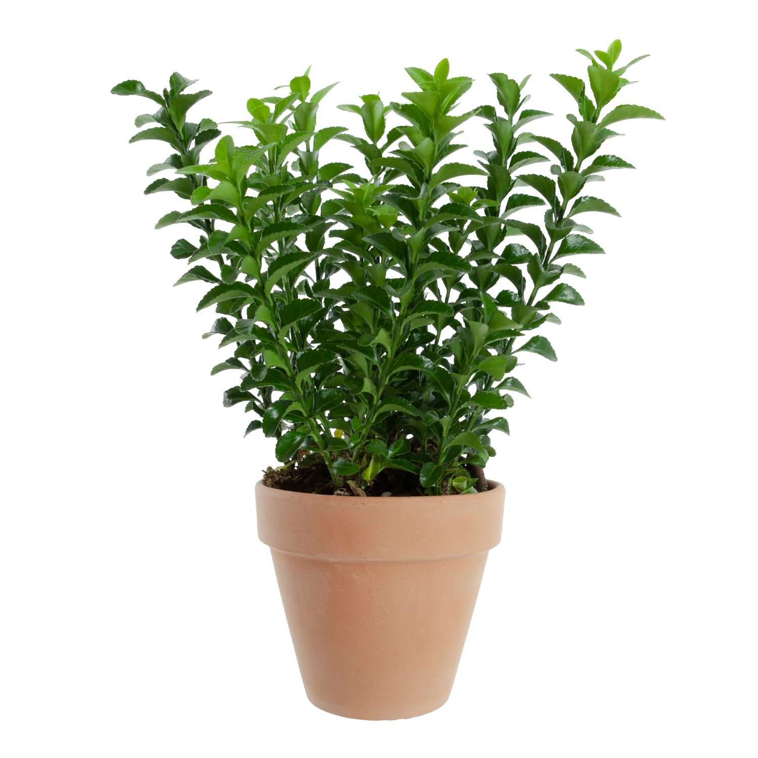 Japansk benved 'Green Rocket' 13 cm 10-20 cm MPS