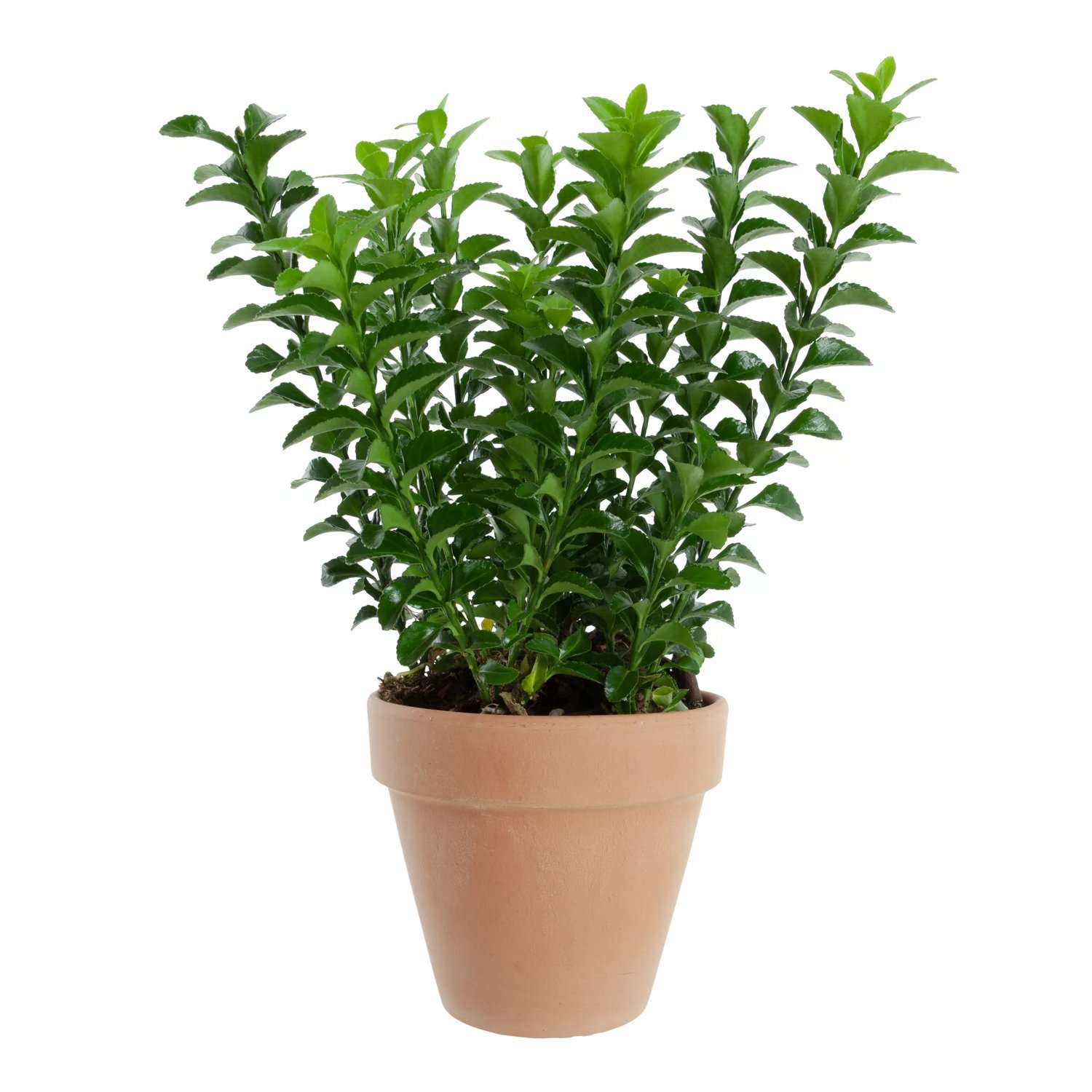 Japansk benved 'Green Rocket' 13 cm 10-20 cm MPS