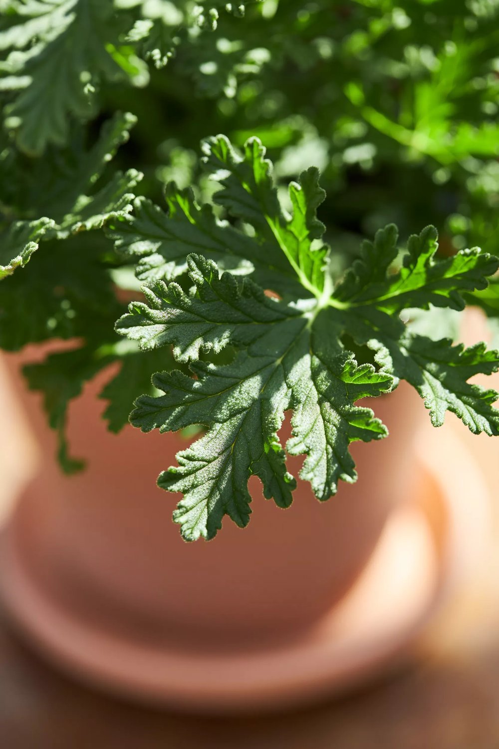 Doftpelargon DR WESTERLUND 12 cm 20-30 cm Från Sverige