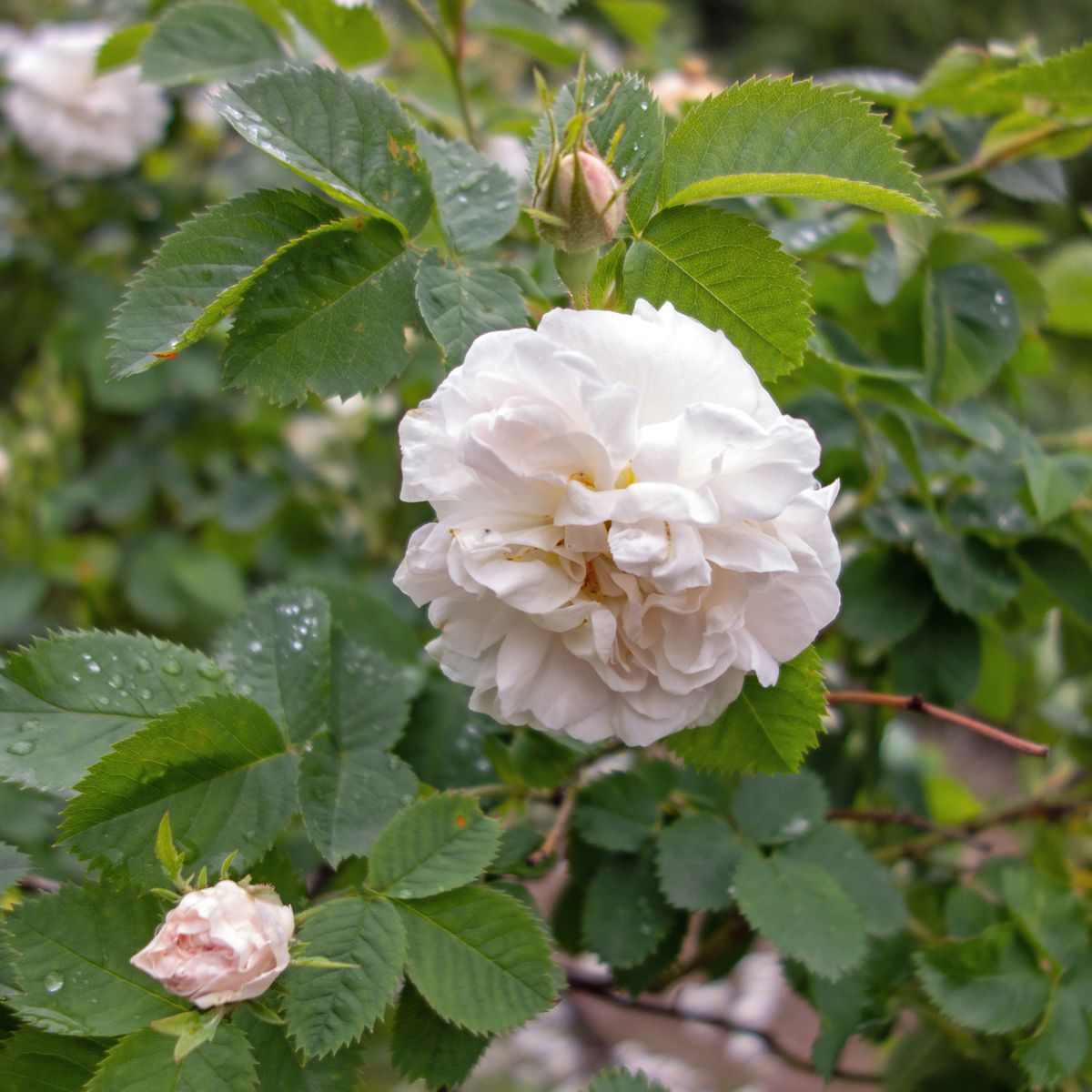 Jungfruros 'Alba Maxima'