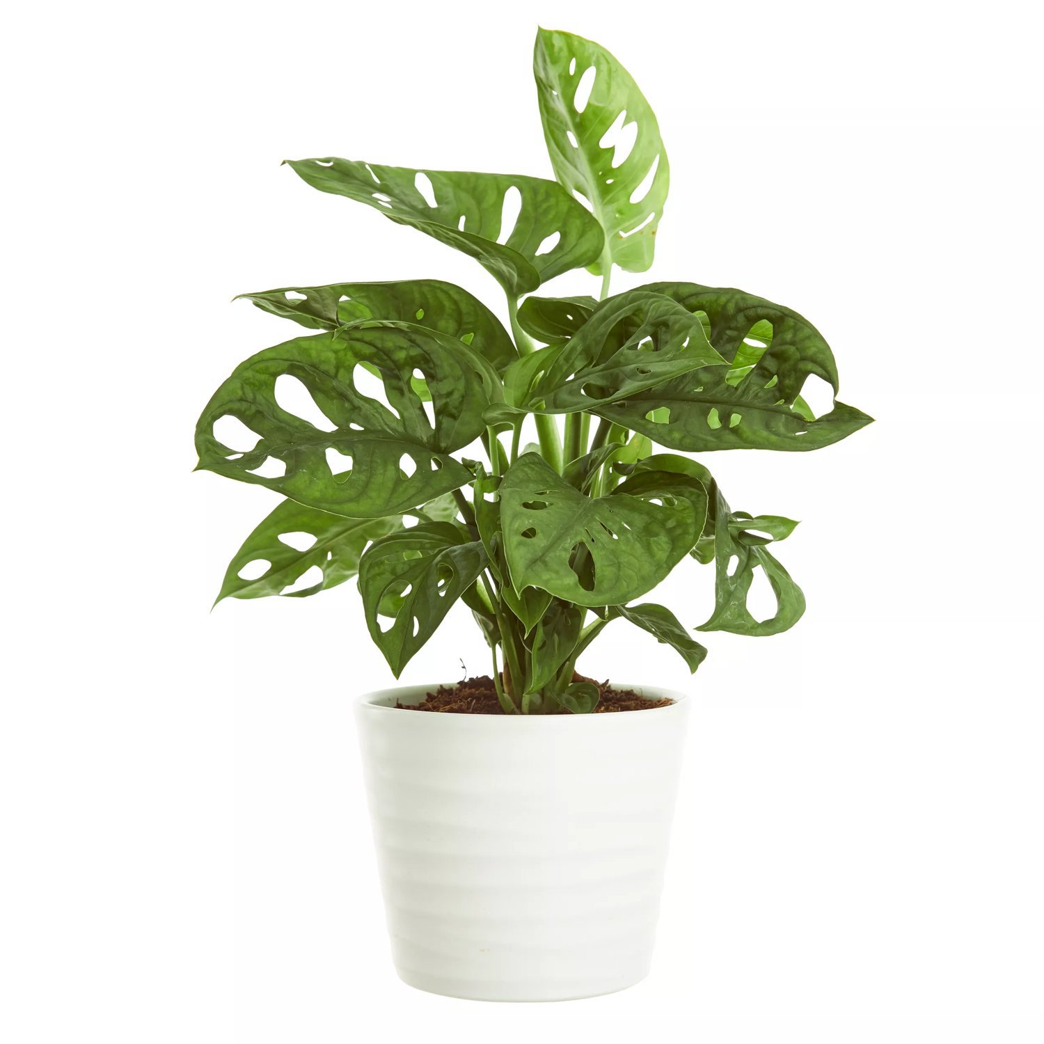Liten monstera 12 cm 15-20 cm MPS