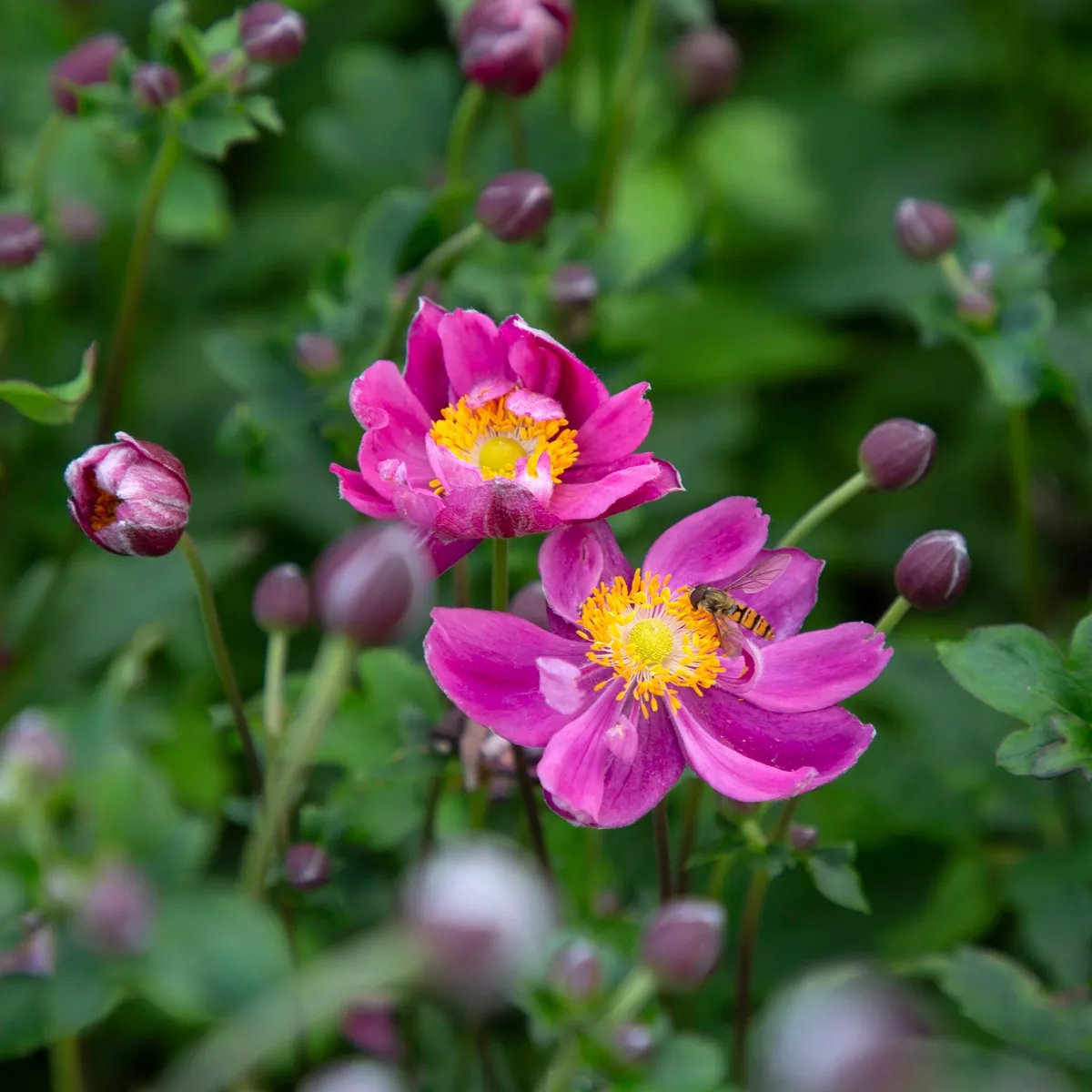 Anemon Fantasy-Serien, flera nyanser 2 liter MPS