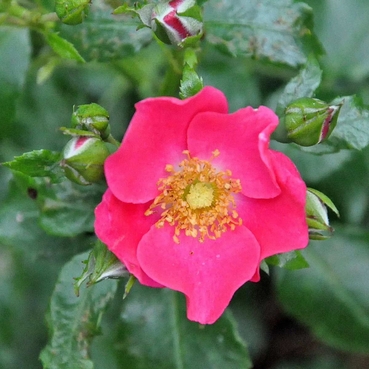 Modern buskros STADT ROM 4 liter 20-40 cm MPS