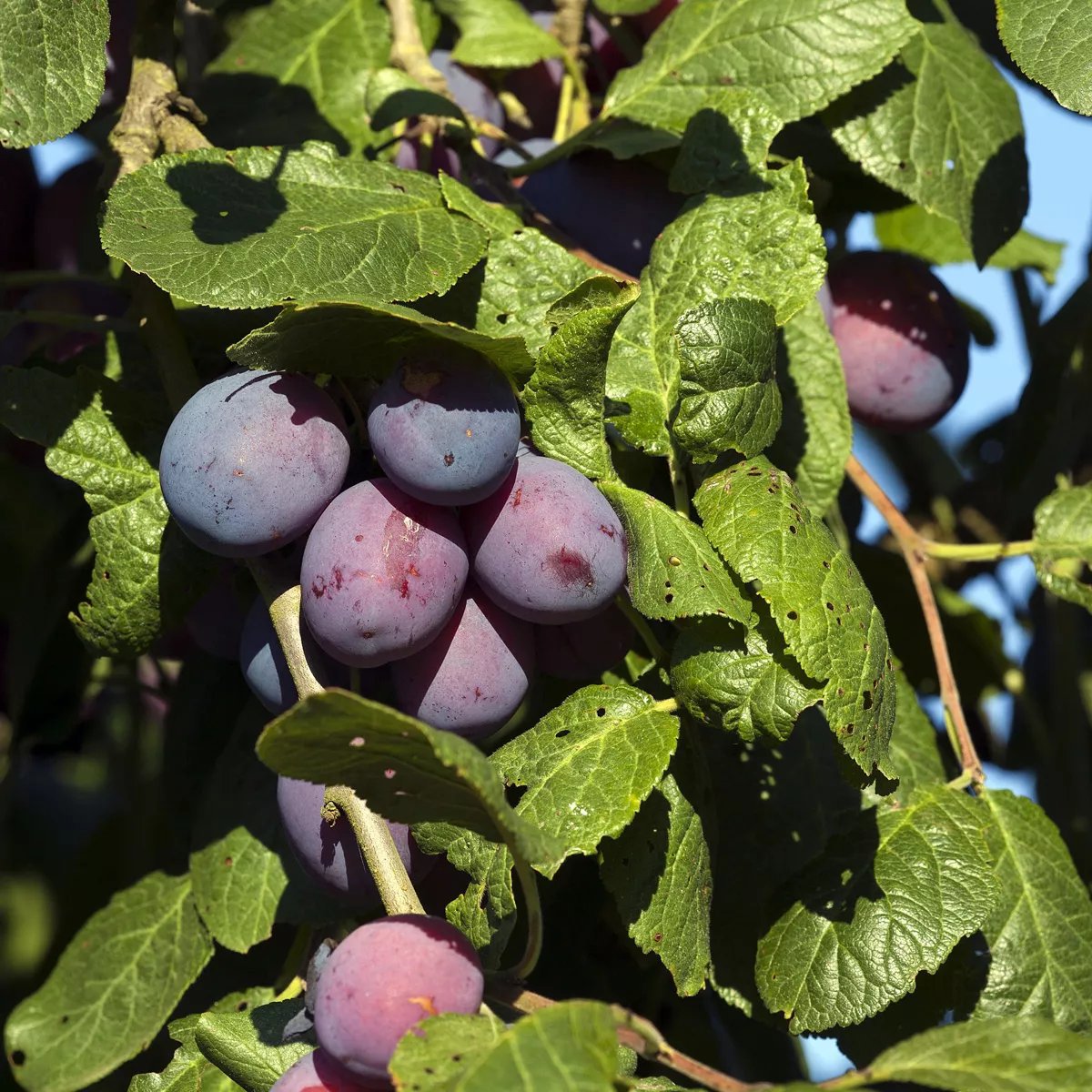 Plommon 'Jubileum' Spaljé Prunus cerasifera 2-3 års träd 120-140 cm E ...