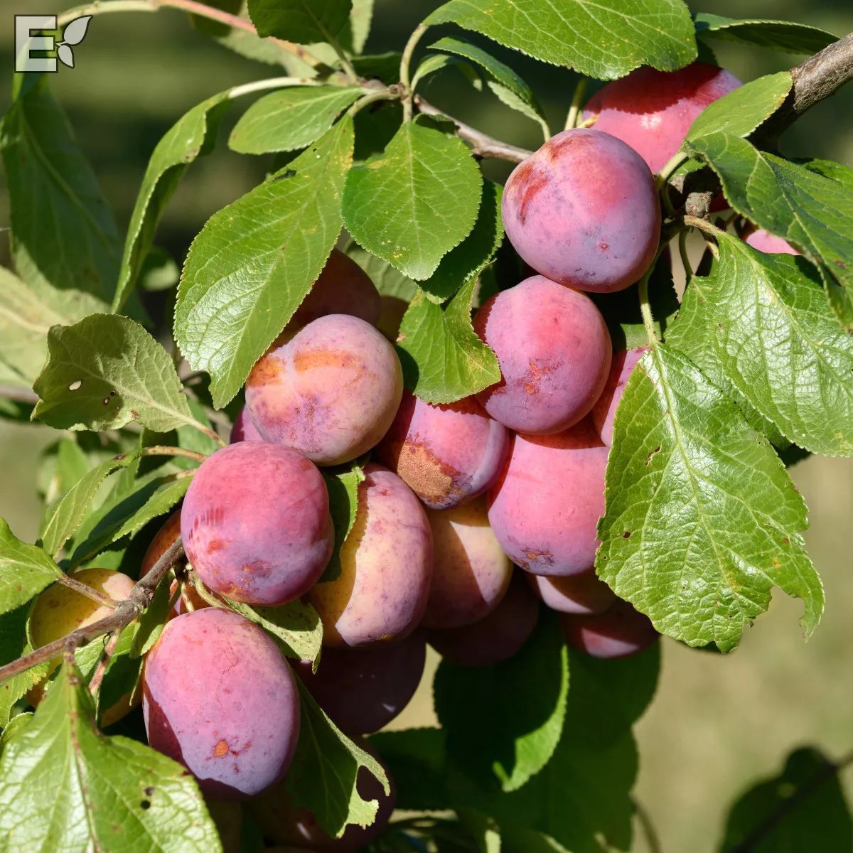 Plommon 'Victoria' Prunus cerasifera 5-6 års träd 180-220 cm E-planta ...