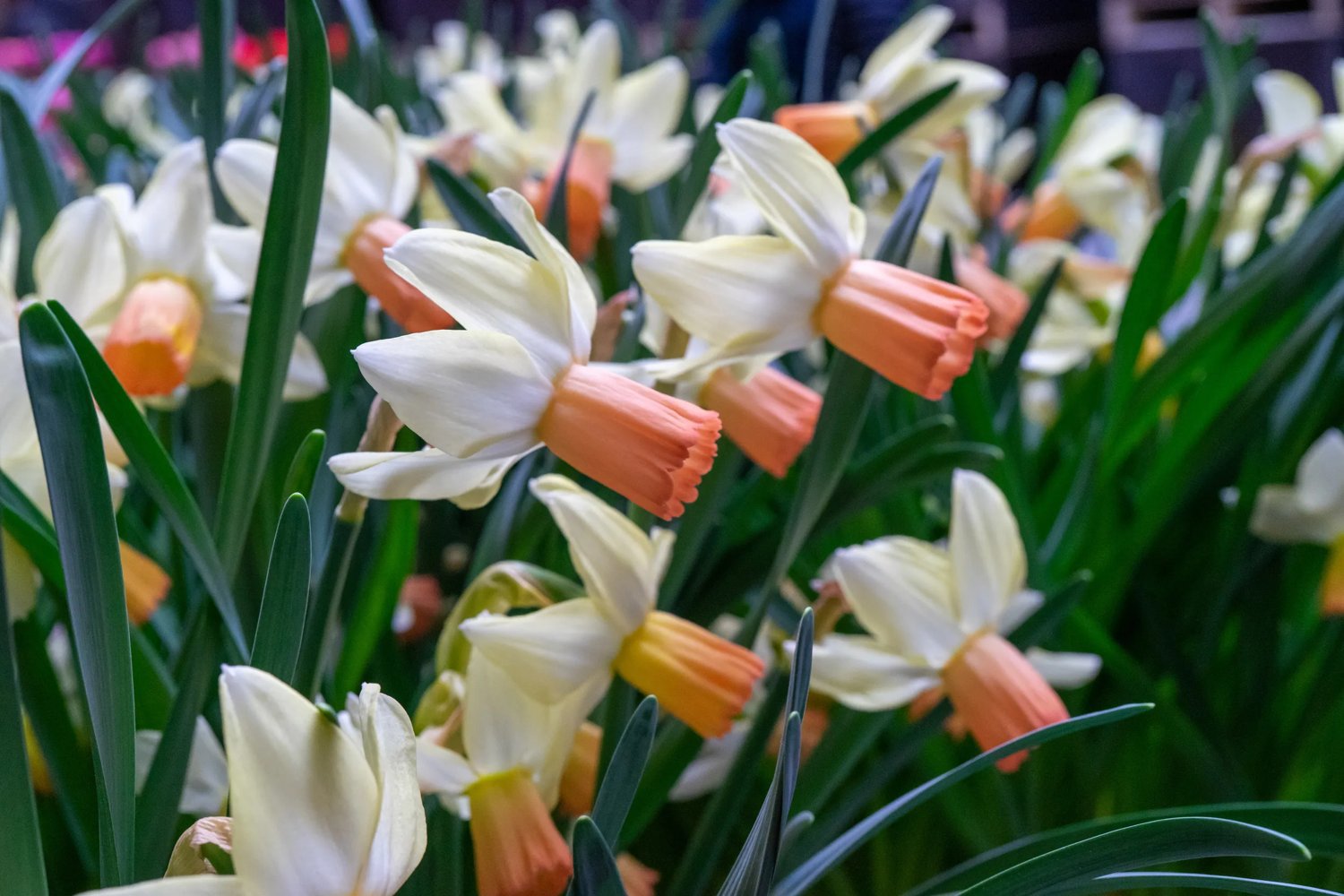 Cyclamineusnarciss 'Carice' 5 st