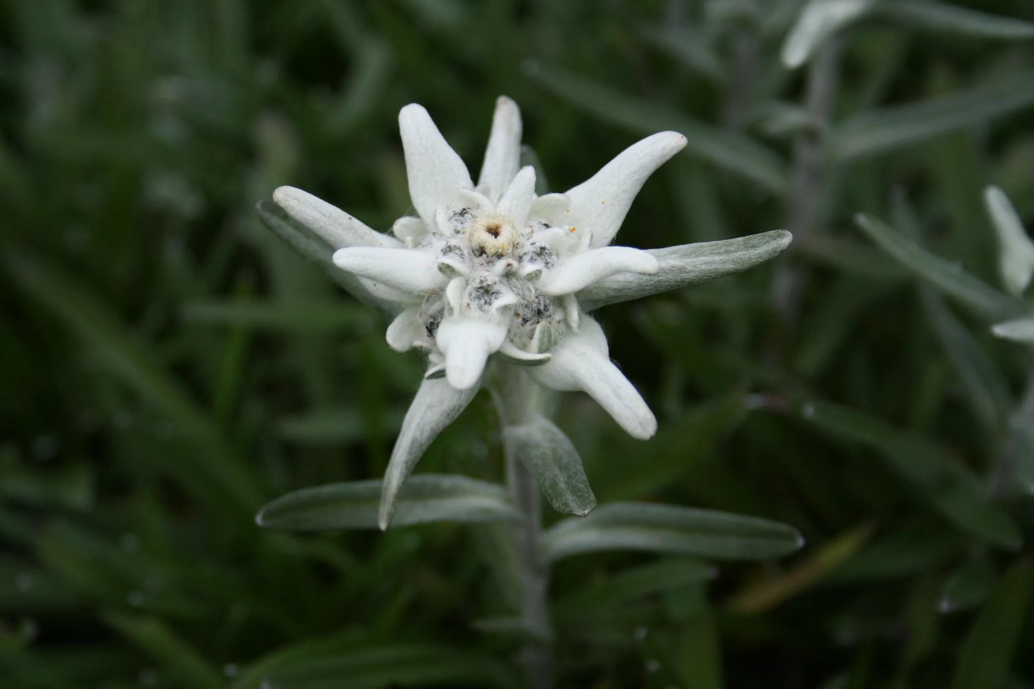 Edelweiss 9 cm MPS