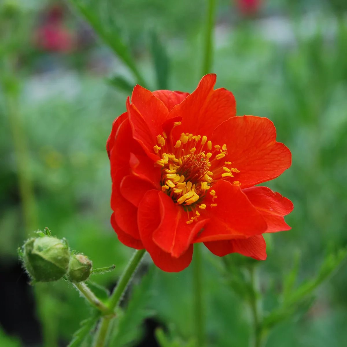 Trädgårdsnejlikrot 'Sangria' 13 cm Från Sverige