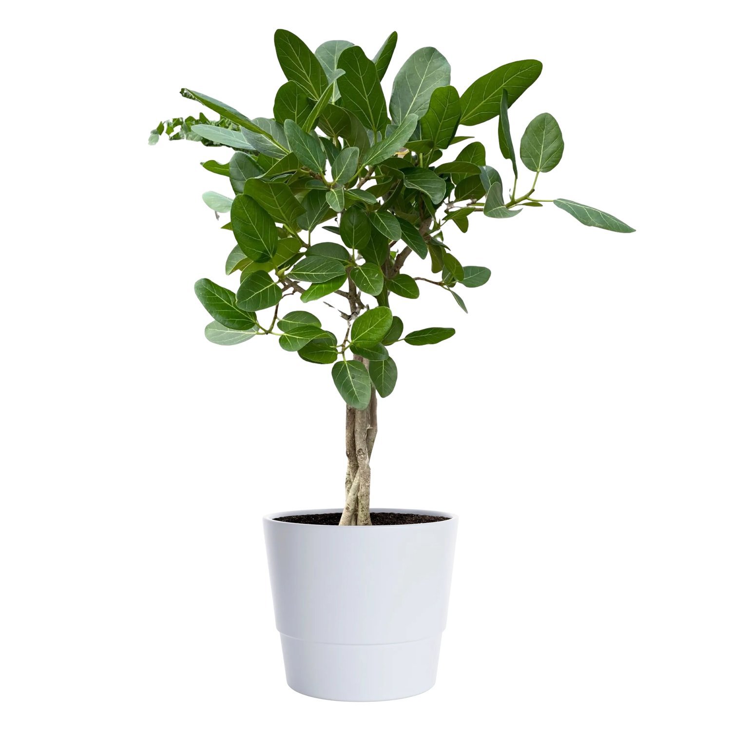 Banianträd 'Audrey' På stam 24 cm 100-110 cm MPS