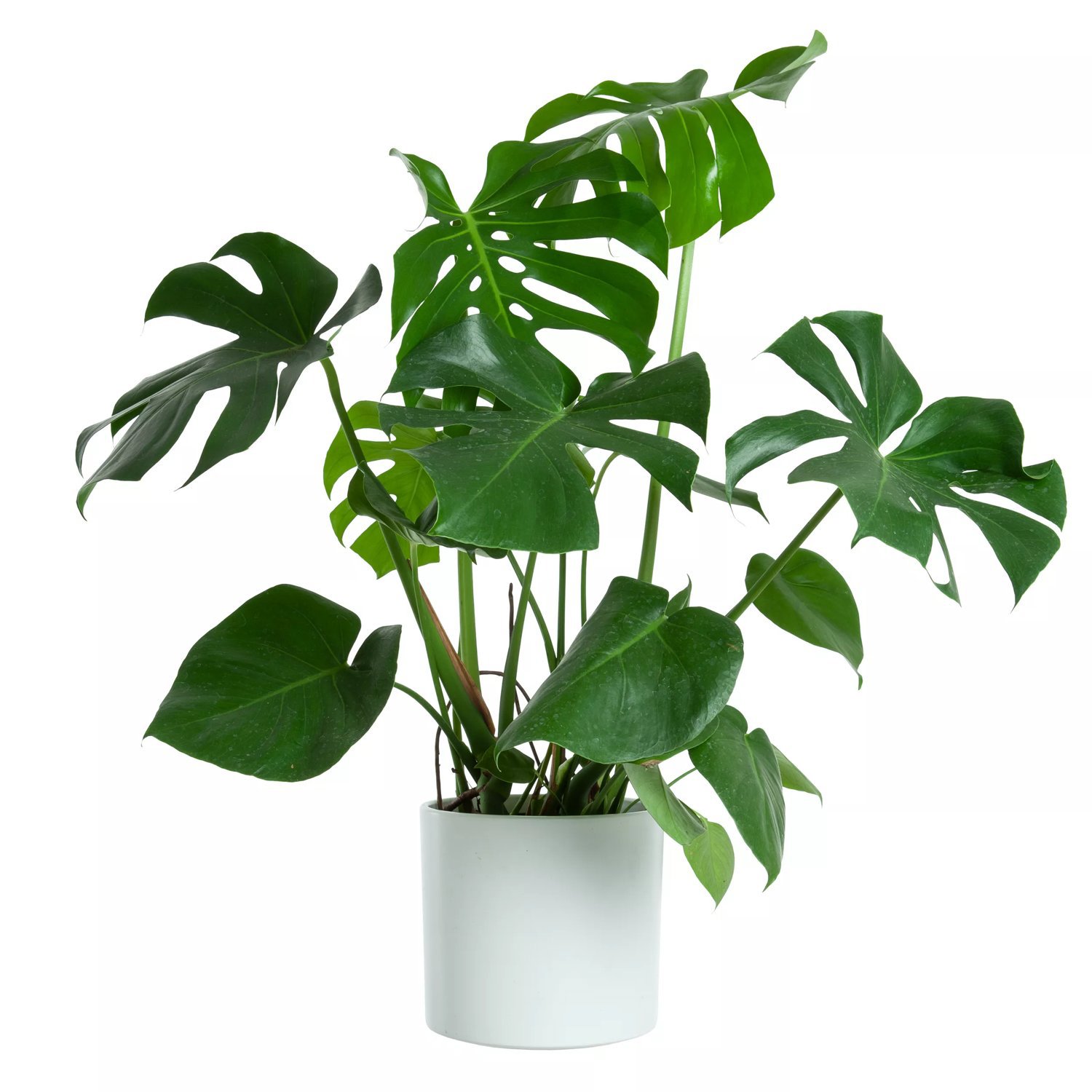 Monstera 21 cm 70-80 cm MPS
