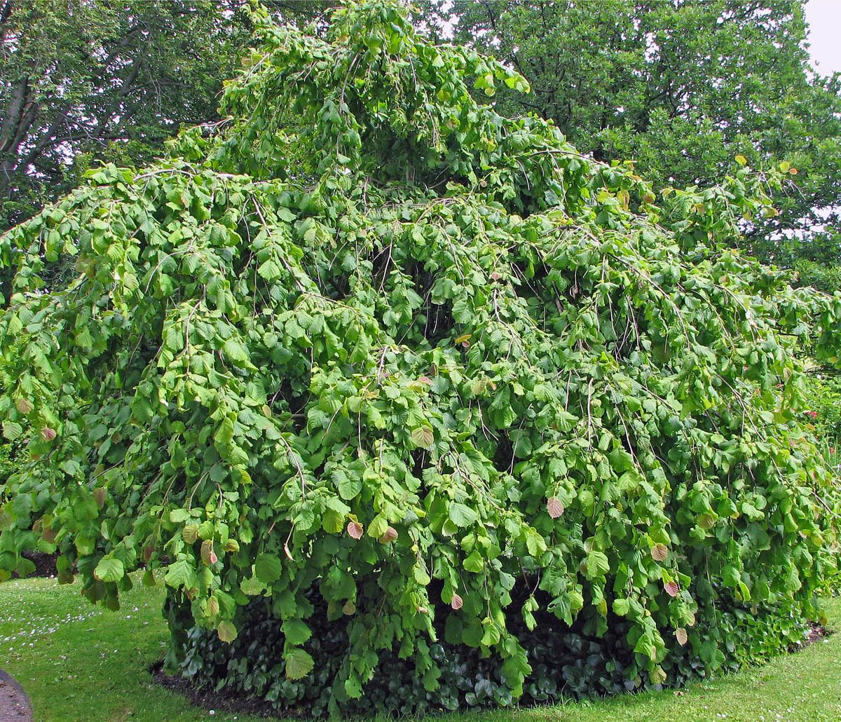 Hänghassel 'Pendula' 10 liter 150-150 cm MPS