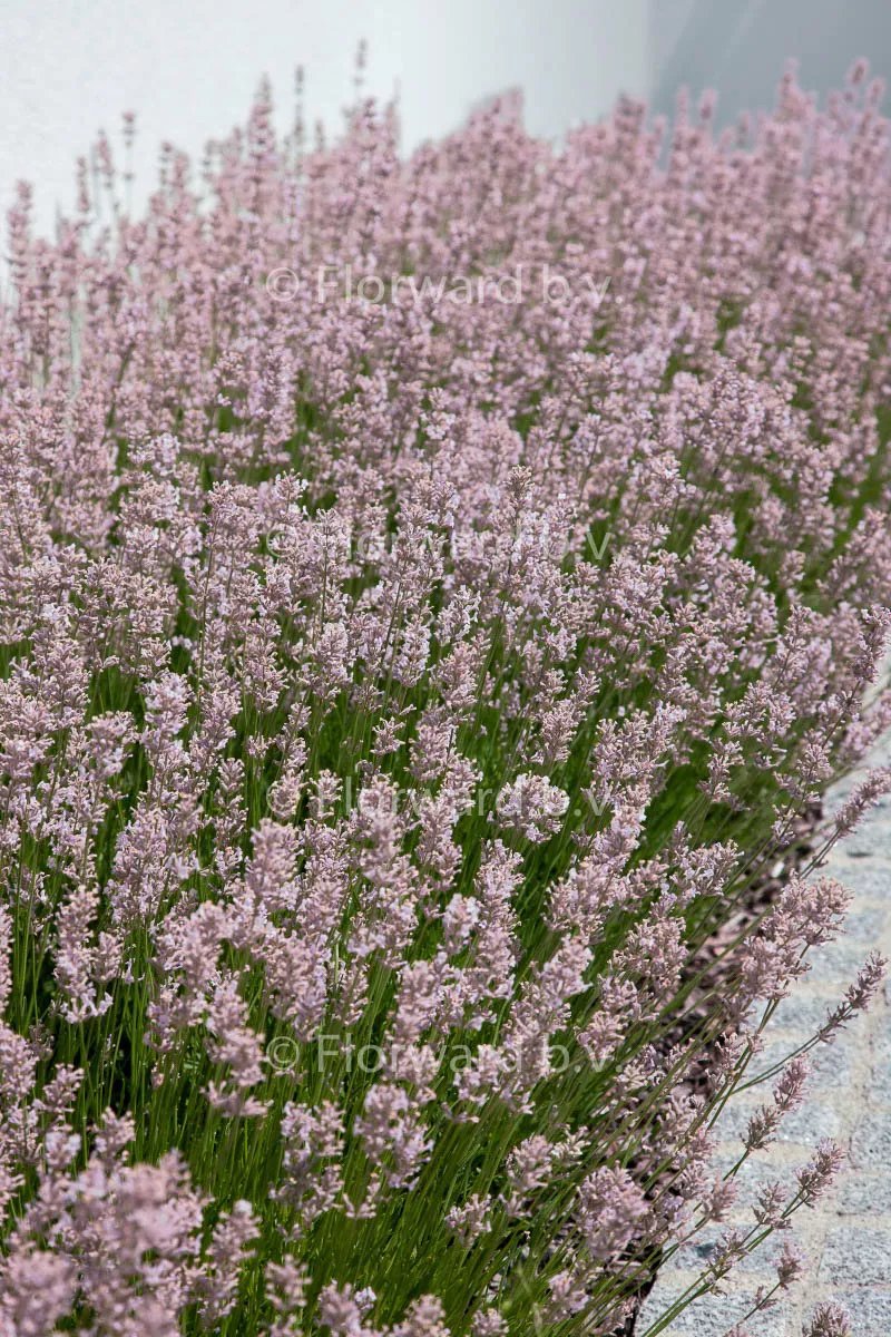 Lavendel 'Rosea' 11 cm