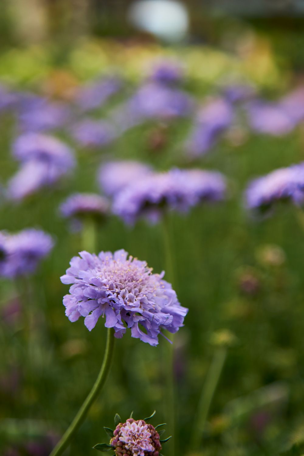 Fältvädd 'Butterfly Blue' 21 cm MPS