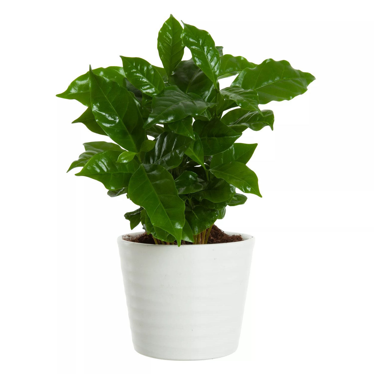Arabiskt kaffe 'Nana' 12 cm 15-25 cm Från Sverige