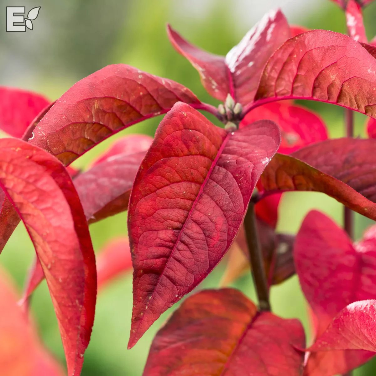 Benved 'Evert' 3.5 liter 20-40 cm E-planta