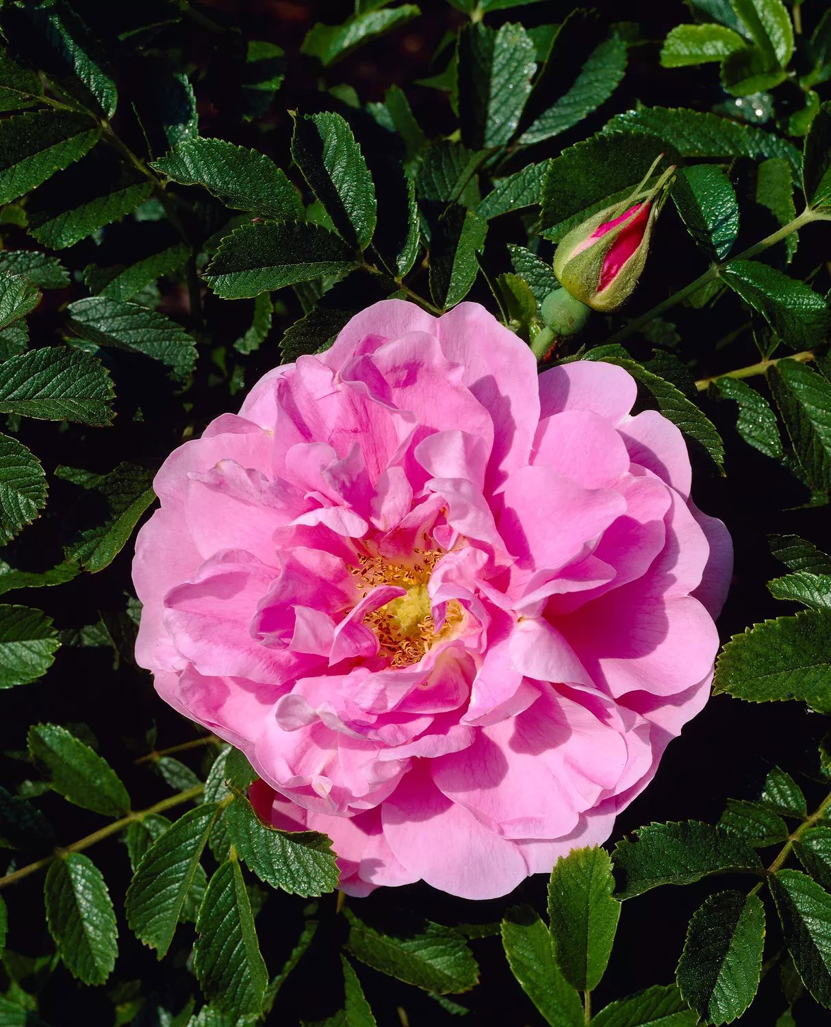 Rugosa-ros 'Jens Munk' 4 liter 20-40 cm