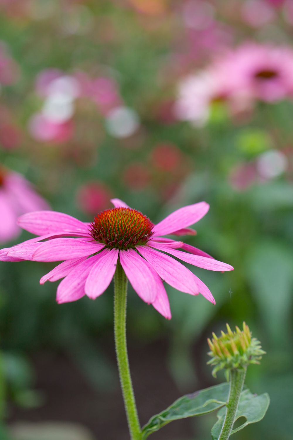 Röd solhatt 'Prairie Splendor Compact Dark Rose' 21 cm MPS