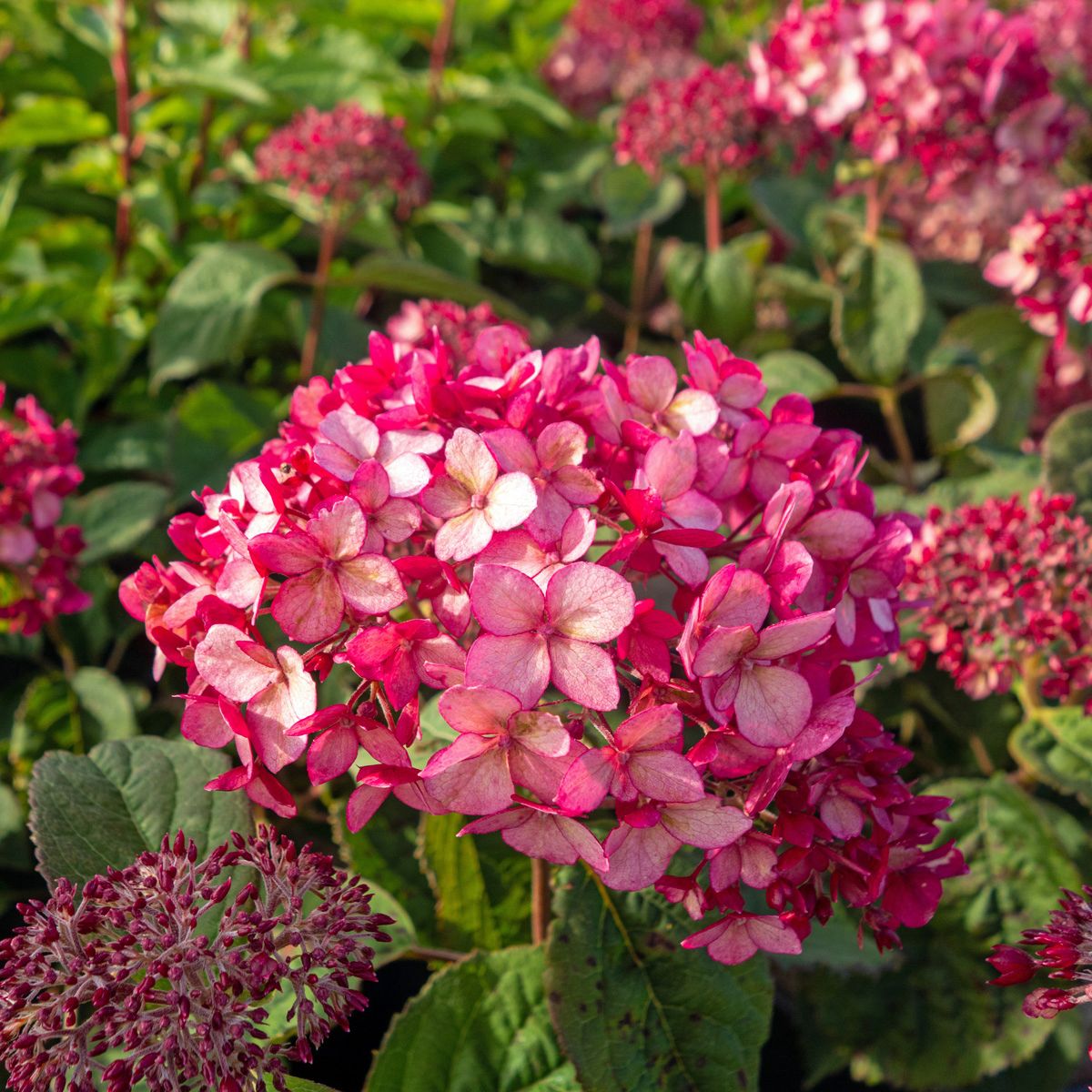 Vidjehortensia 'Ruby Annabelle' 3 liter 20-30 cm