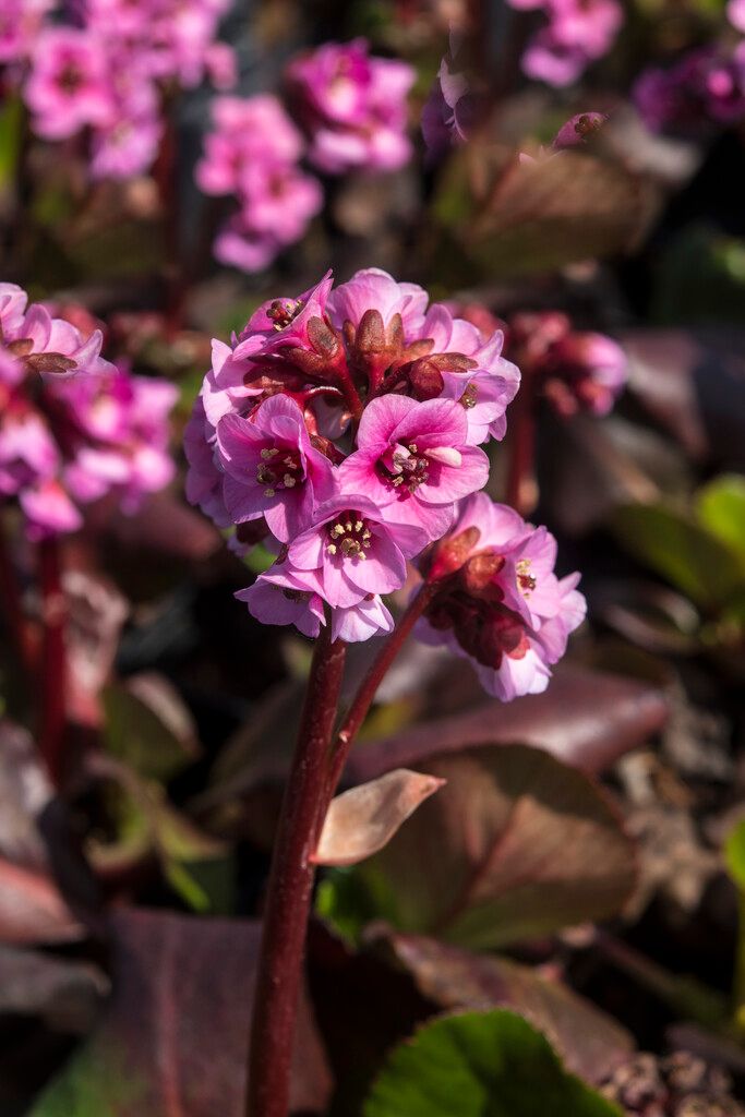 Bergenia 'Spring Fling' 17 cm MPS